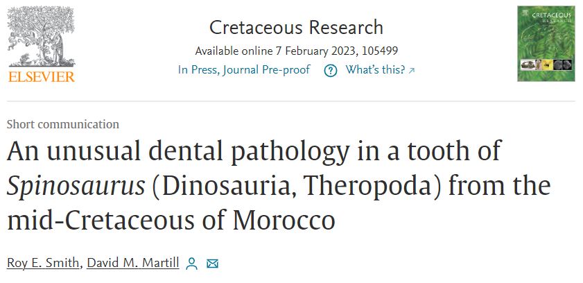An unusual dental pathology in a tooth of Spinosaurus (Dinosauria ...