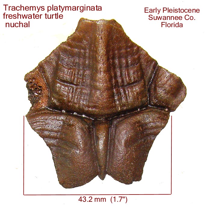 Peace River Fossils -- Alligator?? - Fossil ID - The Fossil Forum