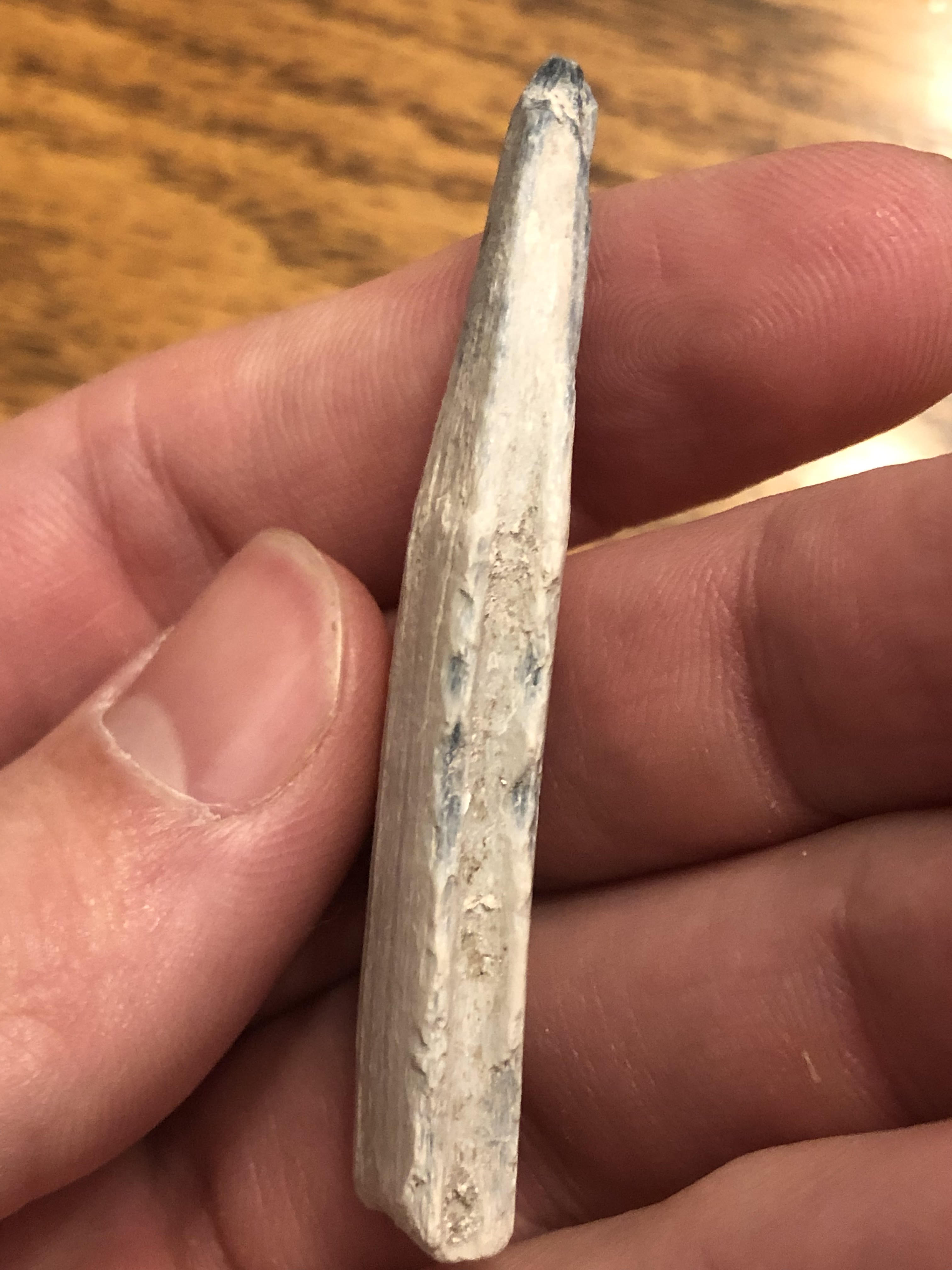 Help with a bone valley fossil ID, Central Florida - Fossil ID - The ...