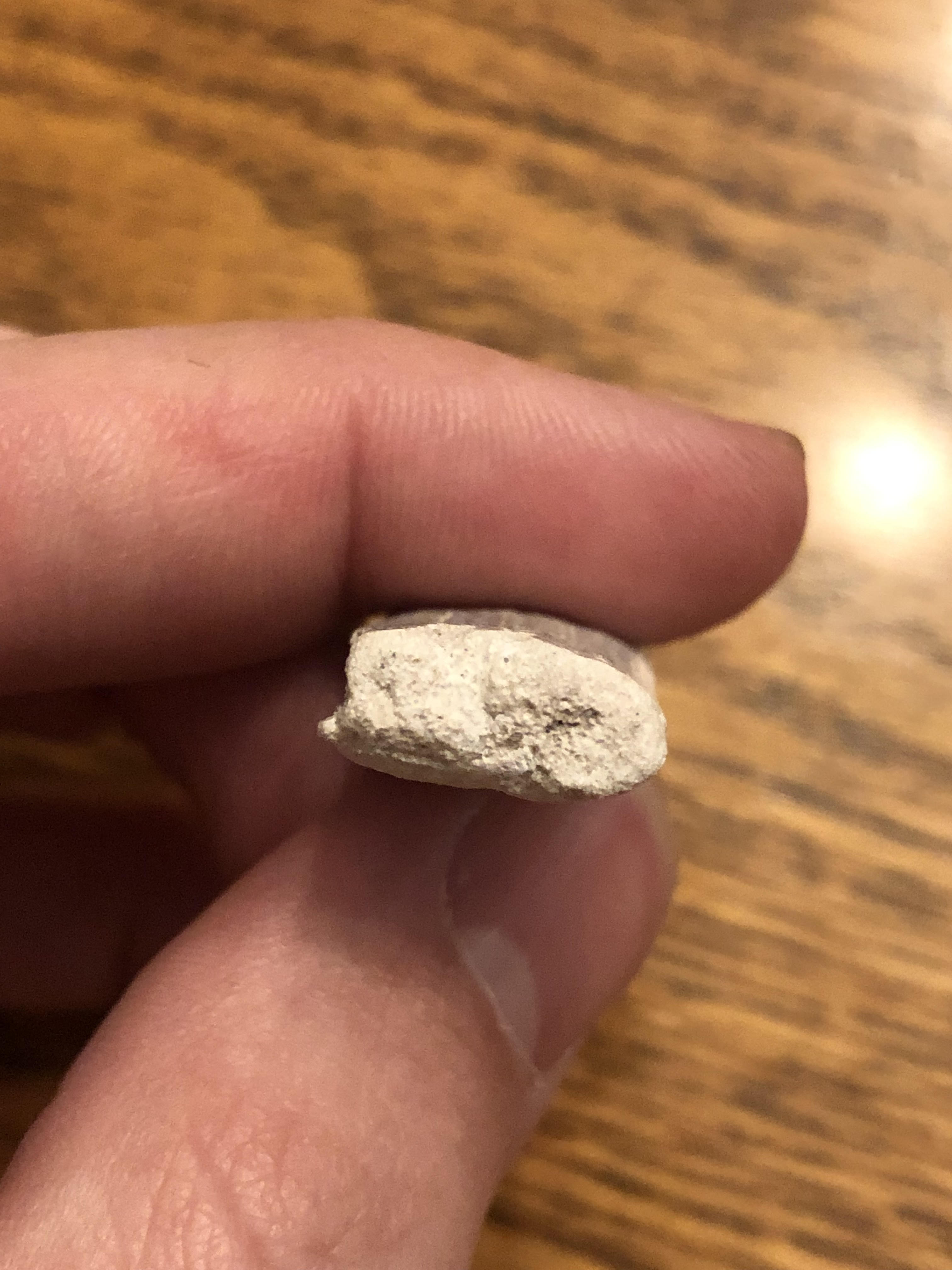 Help with a bone valley fossil ID, Central Florida - Fossil ID - The ...