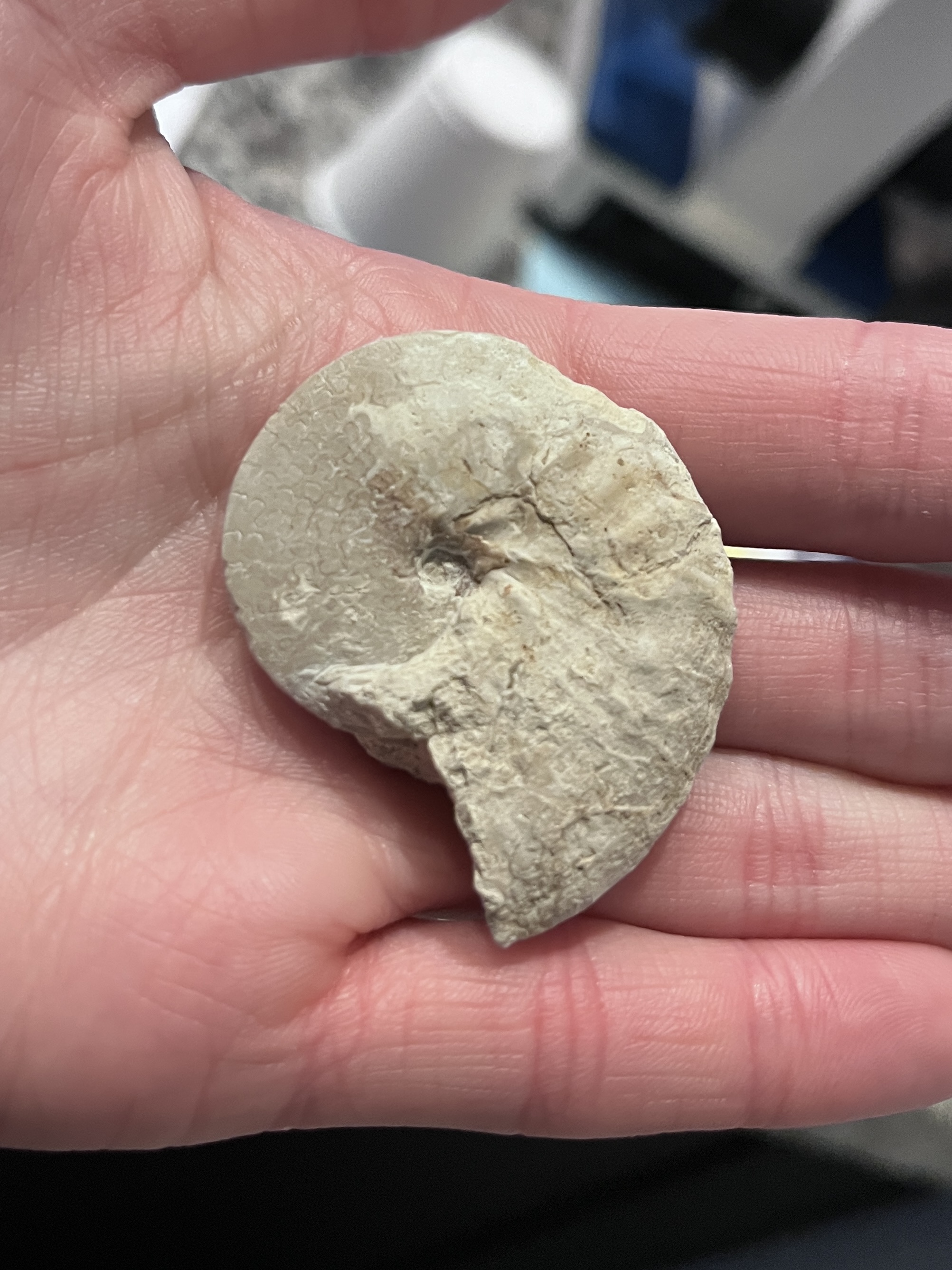 Wintermester fossils 2023 - Fossil Hunting Trips - The Fossil Forum