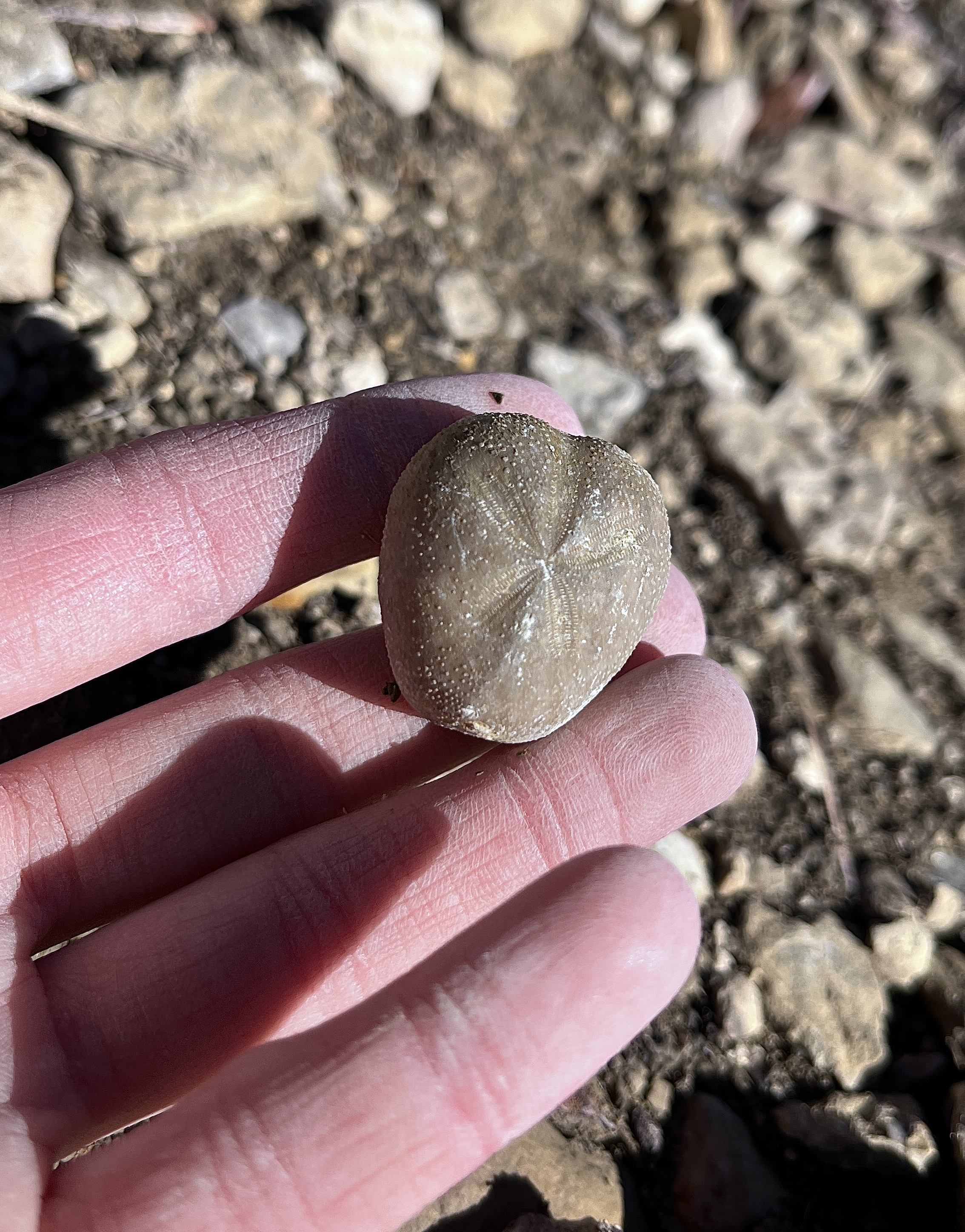 Wintermester fossils 2023 - Fossil Hunting Trips - The Fossil Forum