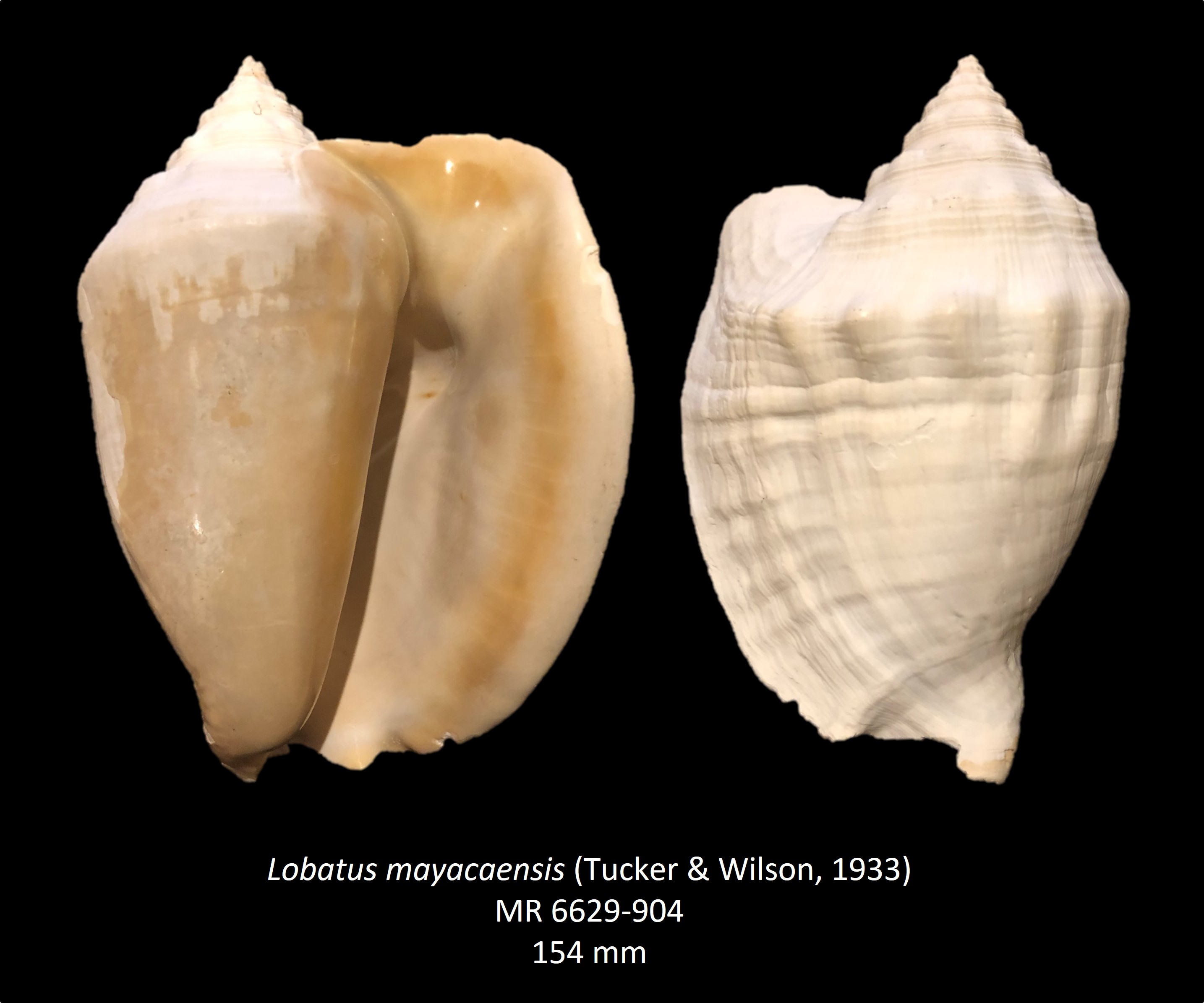 Lobatus mayacaensis - Gastropods - The Fossil Forum