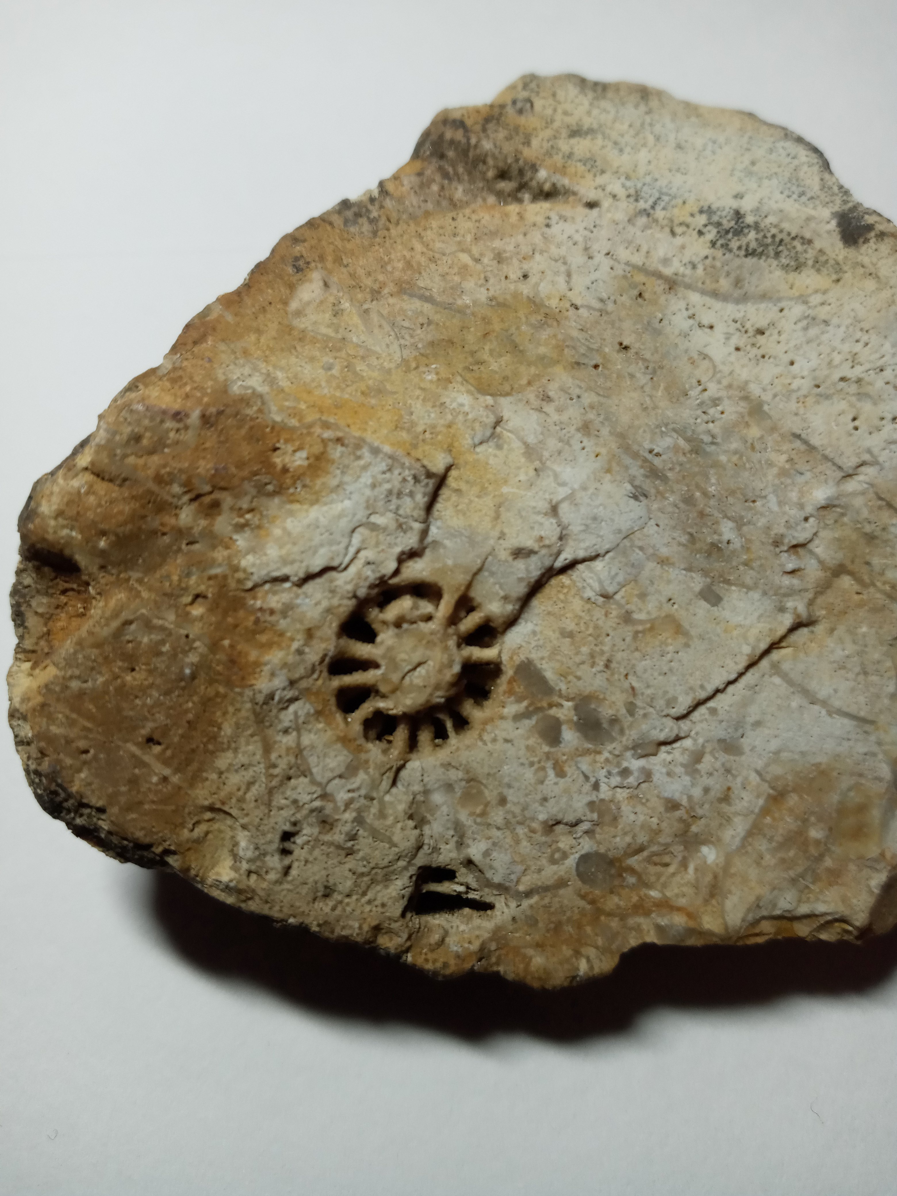 Fossil ????? - Fossil ID - The Fossil Forum