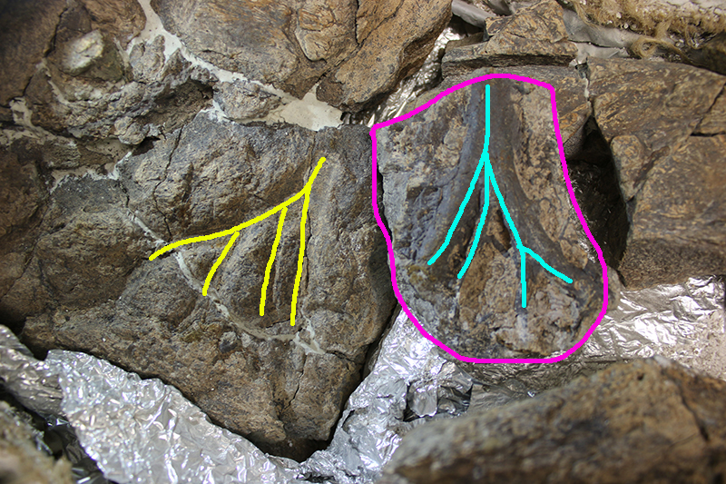 Lance Formation Sediment #5 - Fossil ID - The Fossil Forum