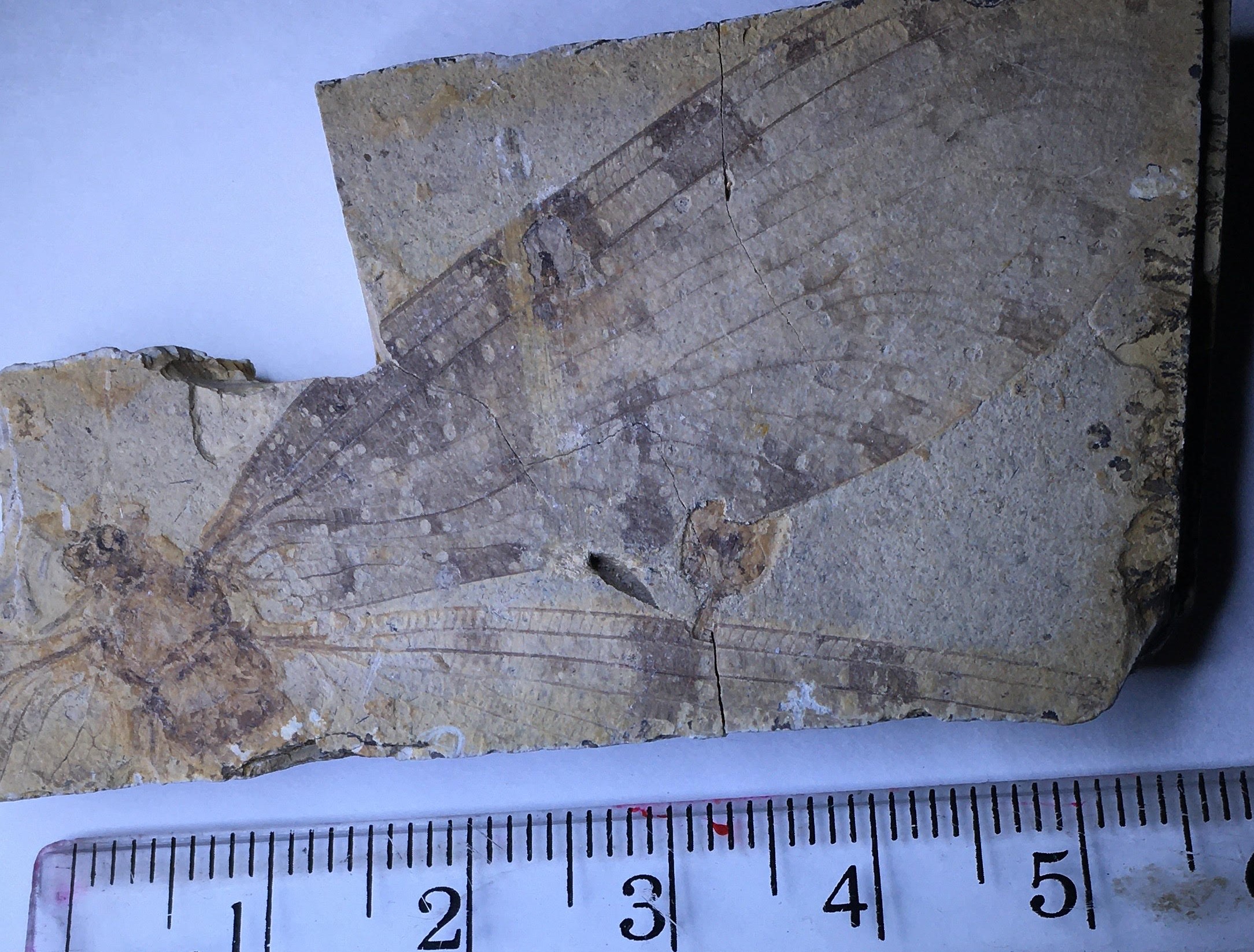 Partial Jurassic Neuroptera Insect with Beautiful Wing Preservation ...