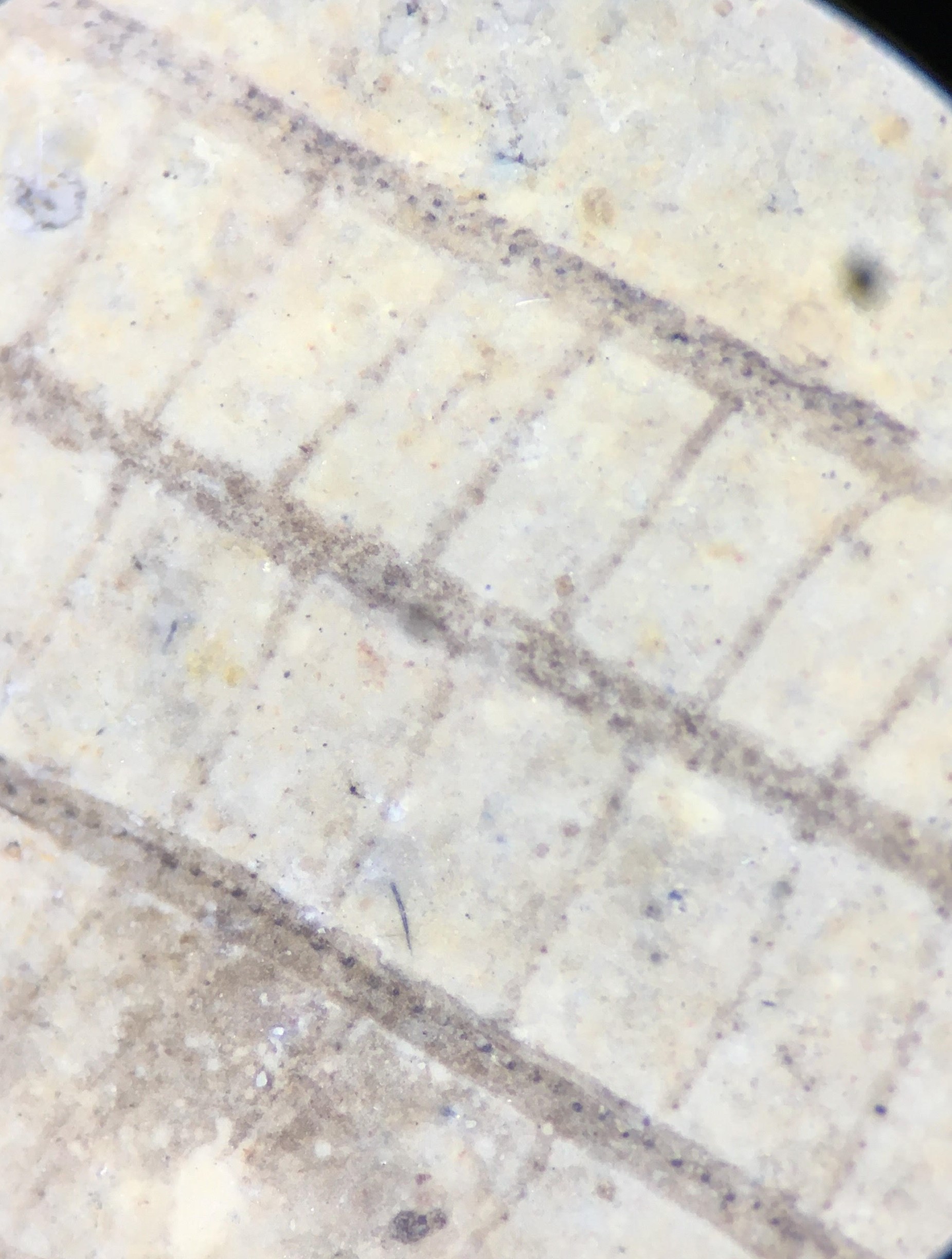 Partial Jurassic Neuroptera Insect with Beautiful Wing Preservation ...