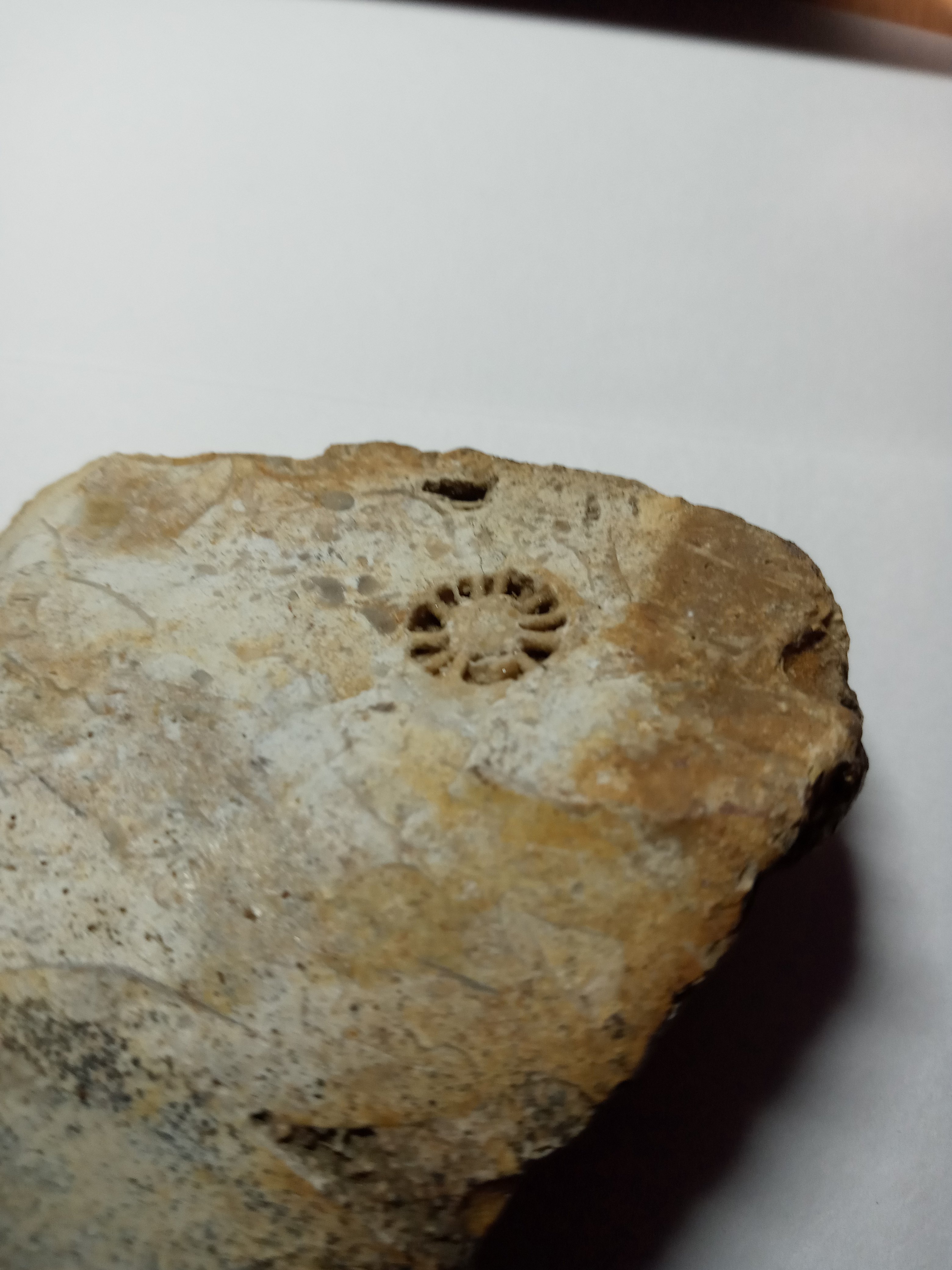 Fossil ????? - Fossil ID - The Fossil Forum