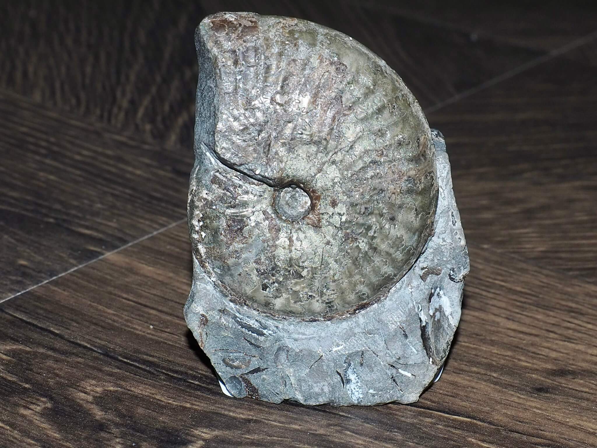 Ammonite Collection from Whitby - Member Collections - The Fossil Forum