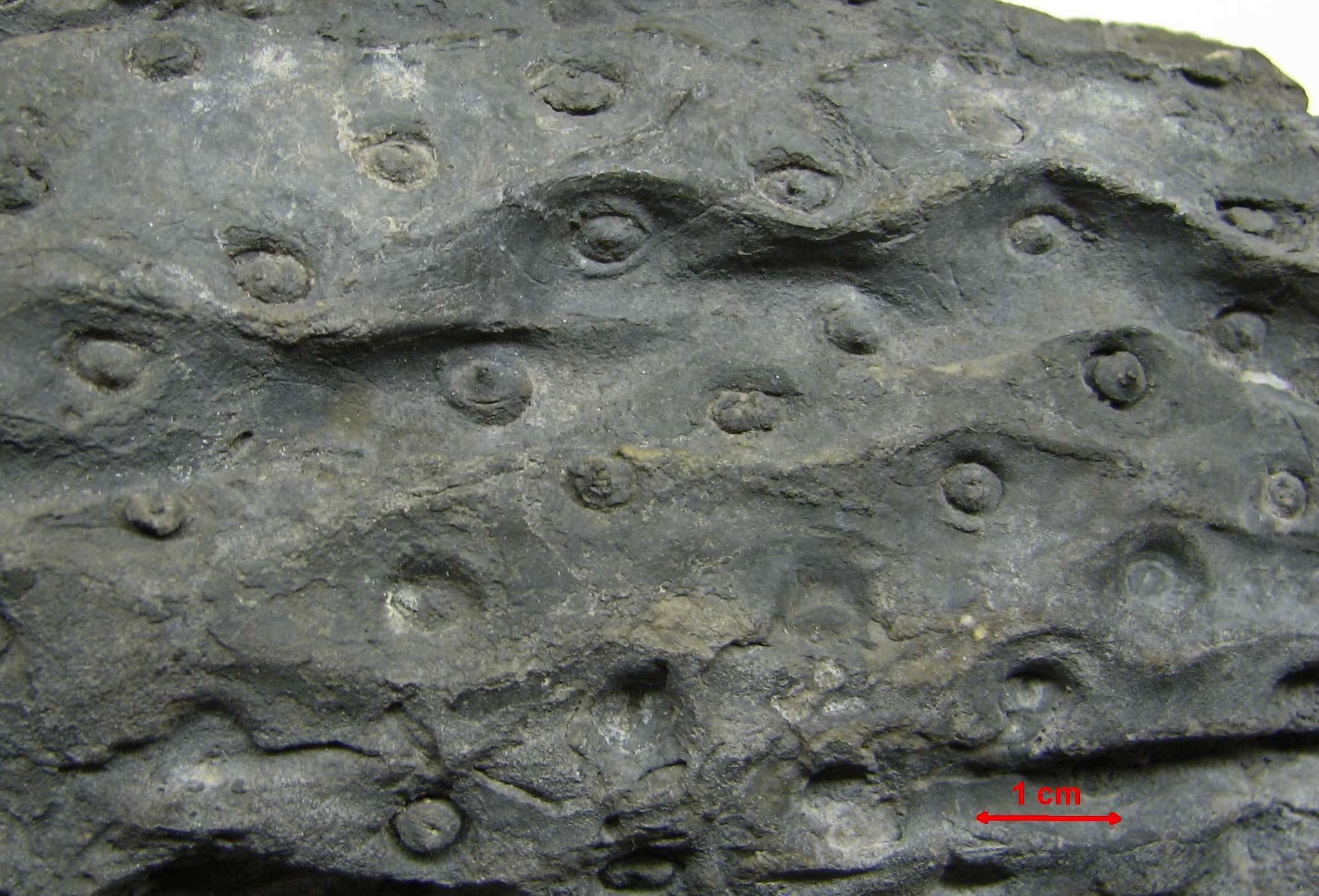 Tree bark and leaves id? - Fossil ID - The Fossil Forum
