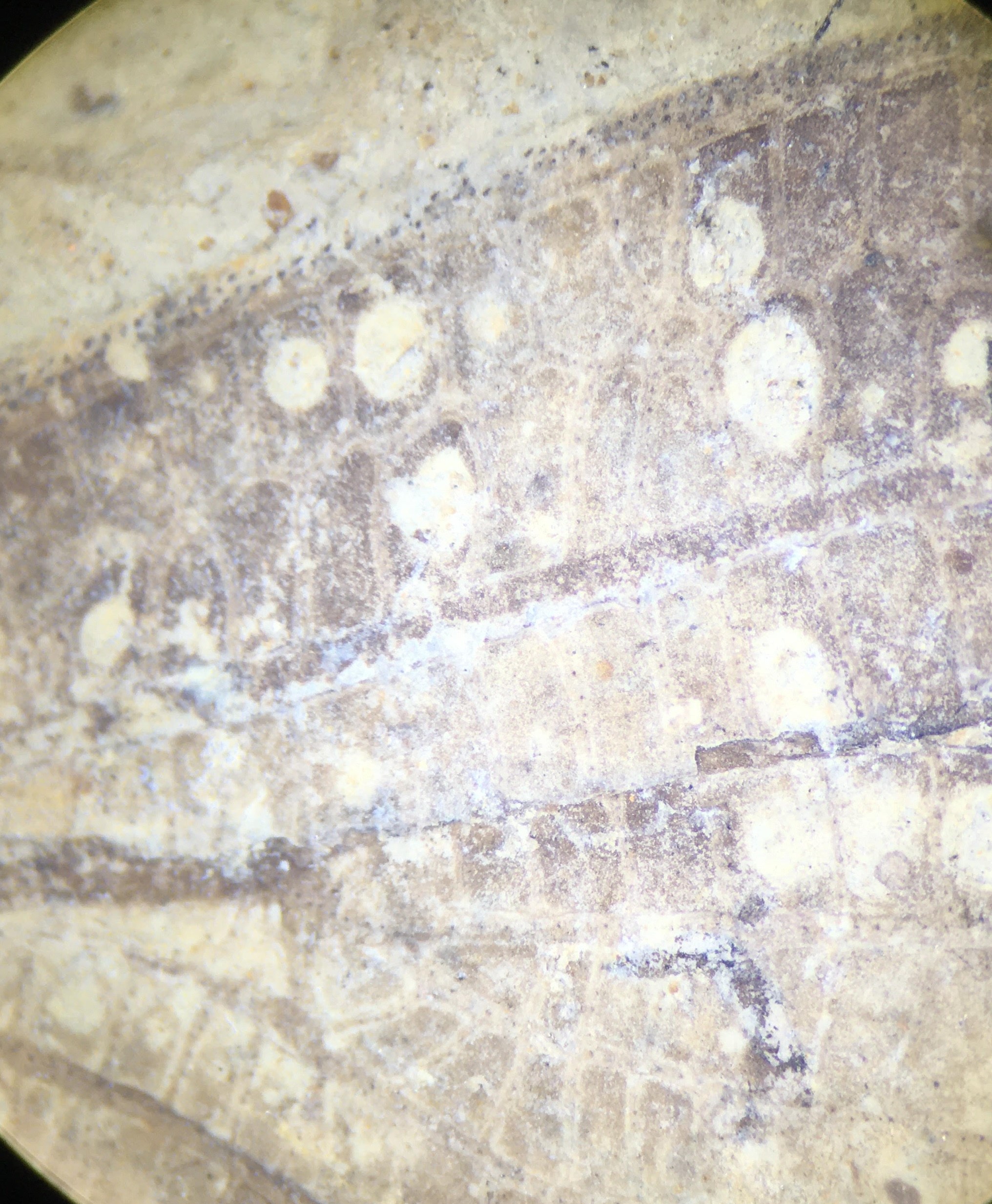 Partial Jurassic Neuroptera Insect with Beautiful Wing Preservation ...