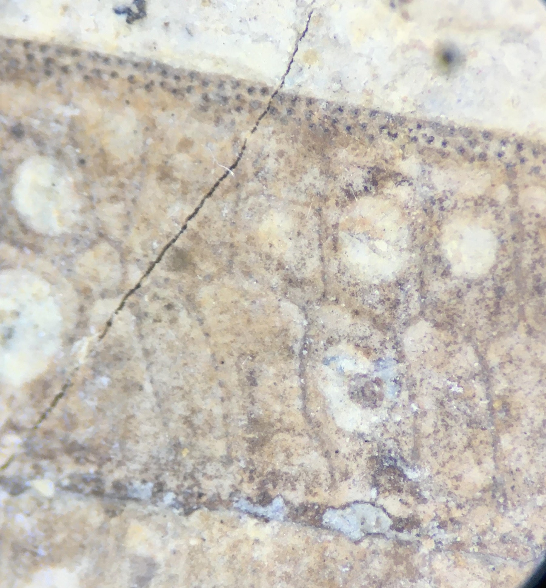 Partial Jurassic Neuroptera Insect with Beautiful Wing Preservation ...