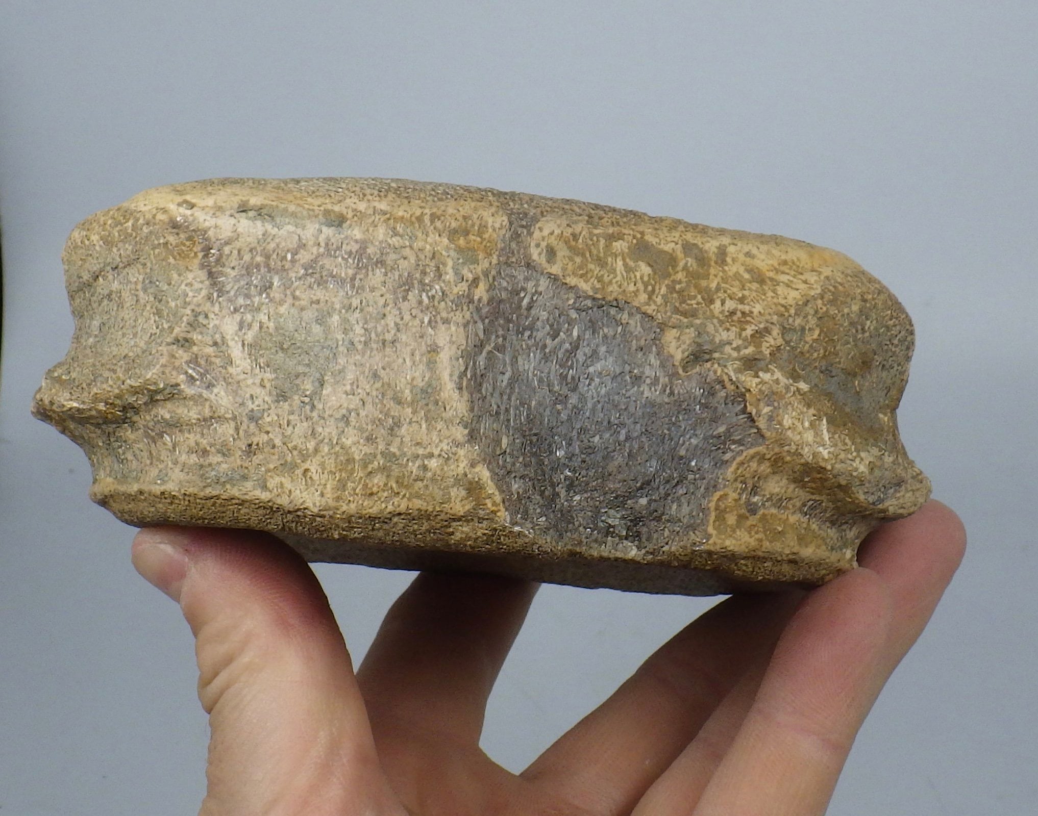 Pliosaur, Liopleurodon. - Fossil ID - The Fossil Forum