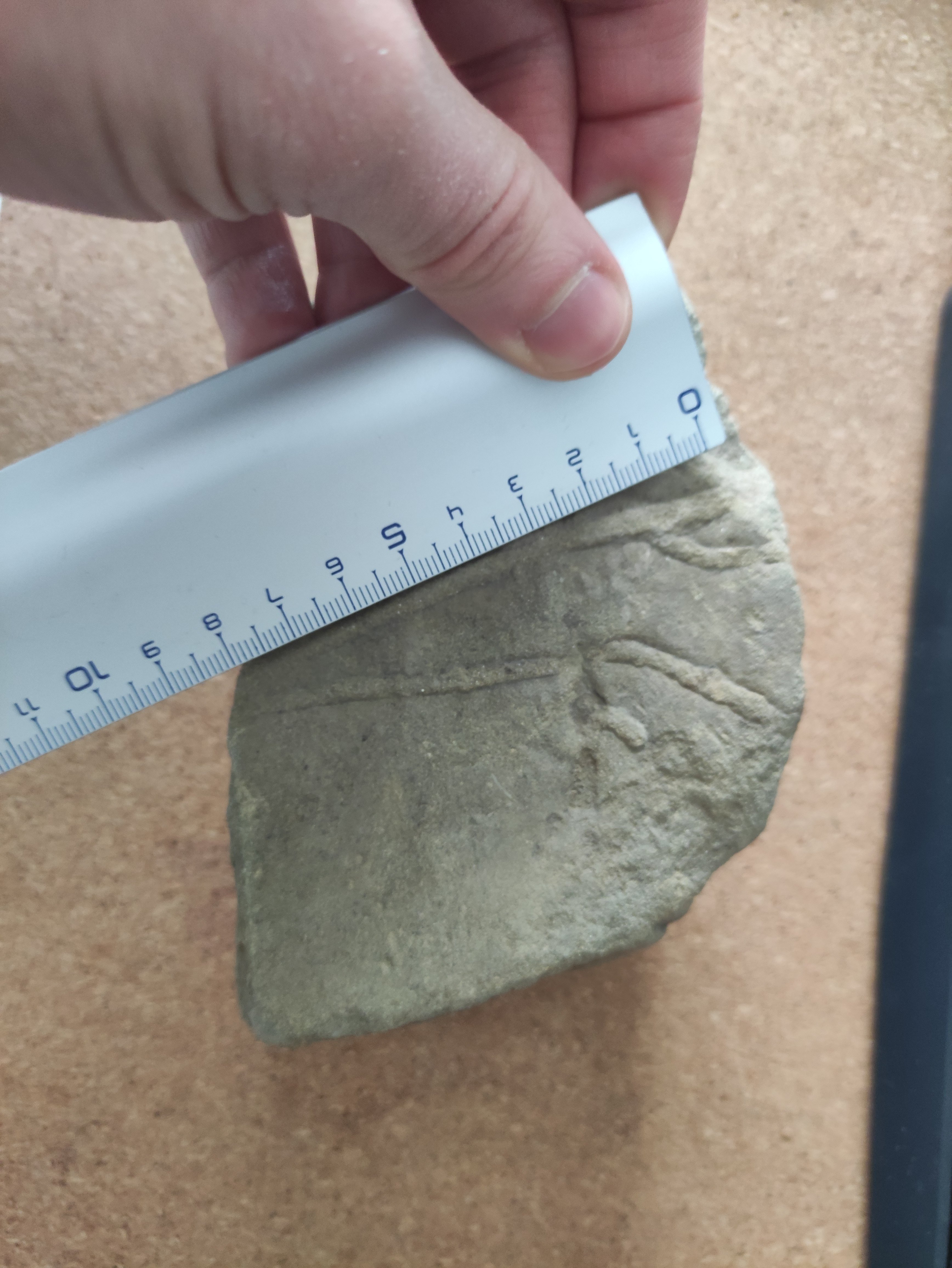 Please ID - Fossil ID - The Fossil Forum