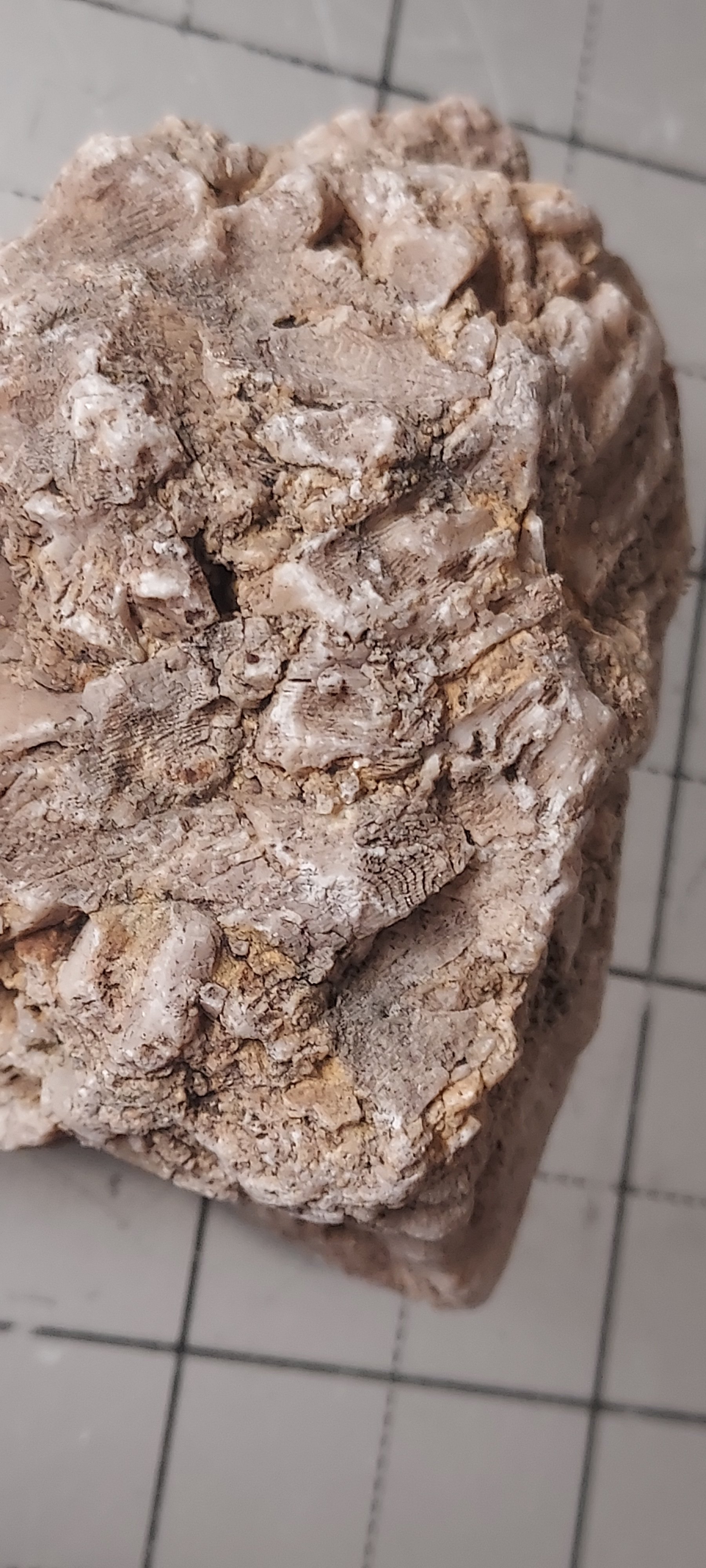 Texas interesting fibrous looking - Fossil ID - The Fossil Forum