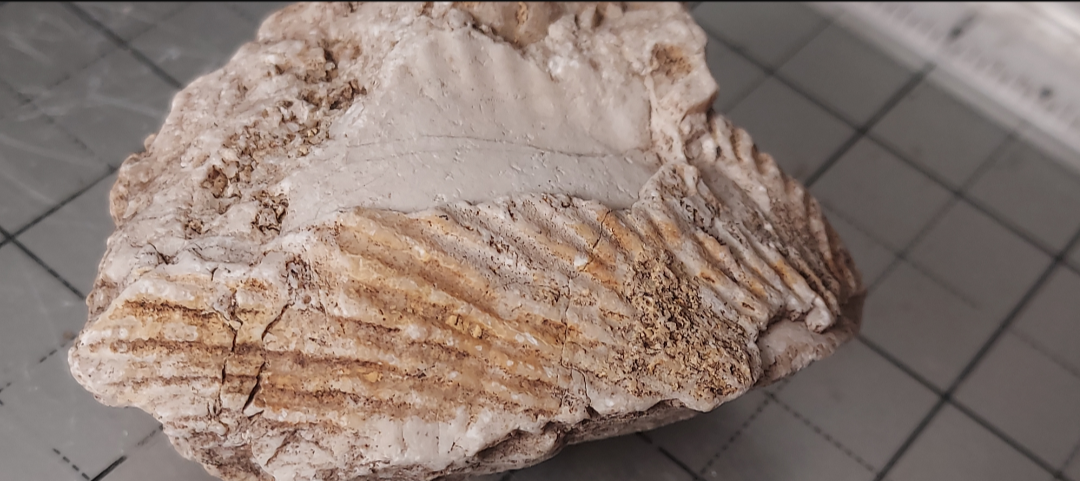 Texas interesting fibrous looking - Fossil ID - The Fossil Forum