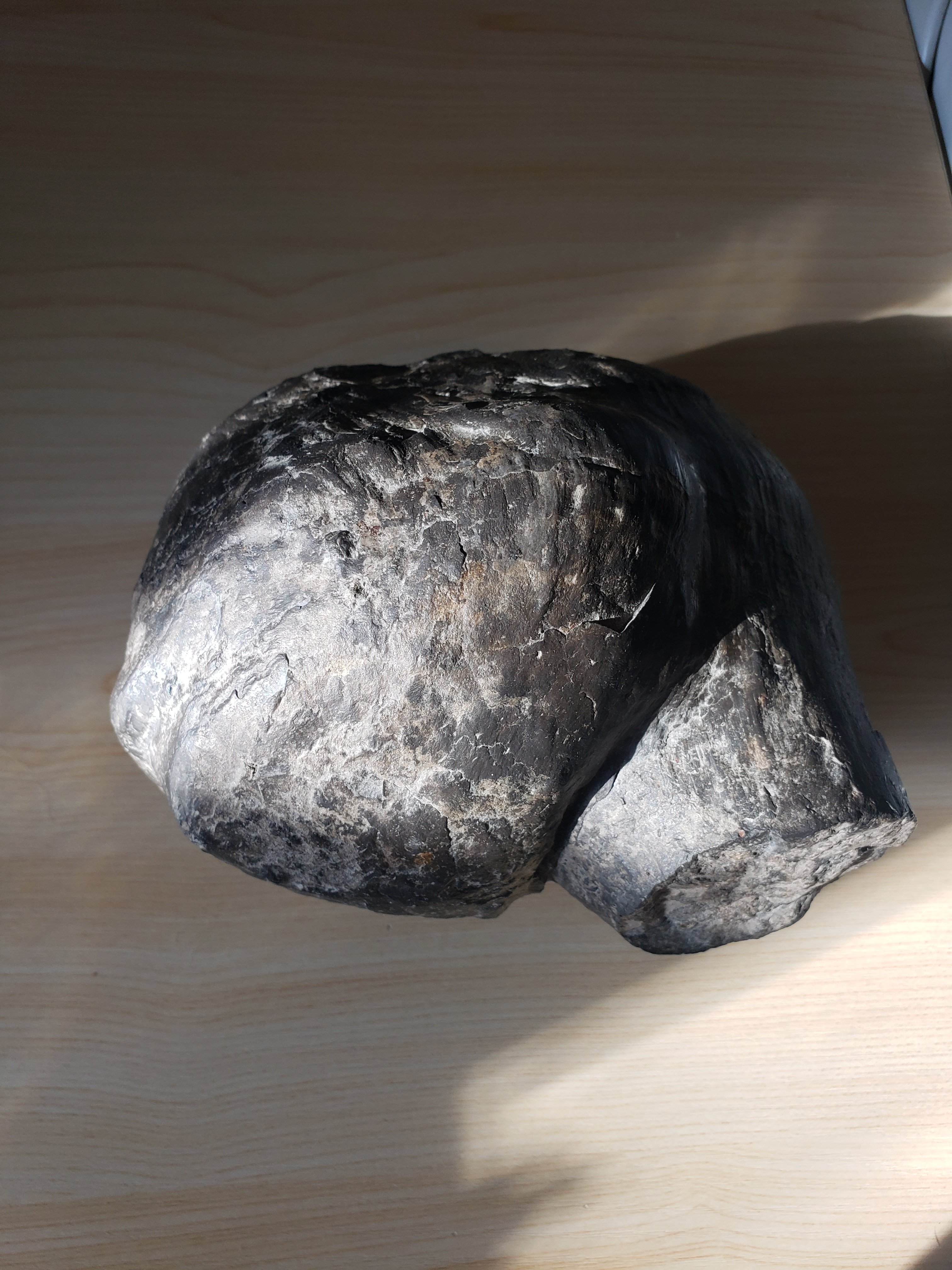 Strange fossils found in New York - Fossil ID - The Fossil Forum