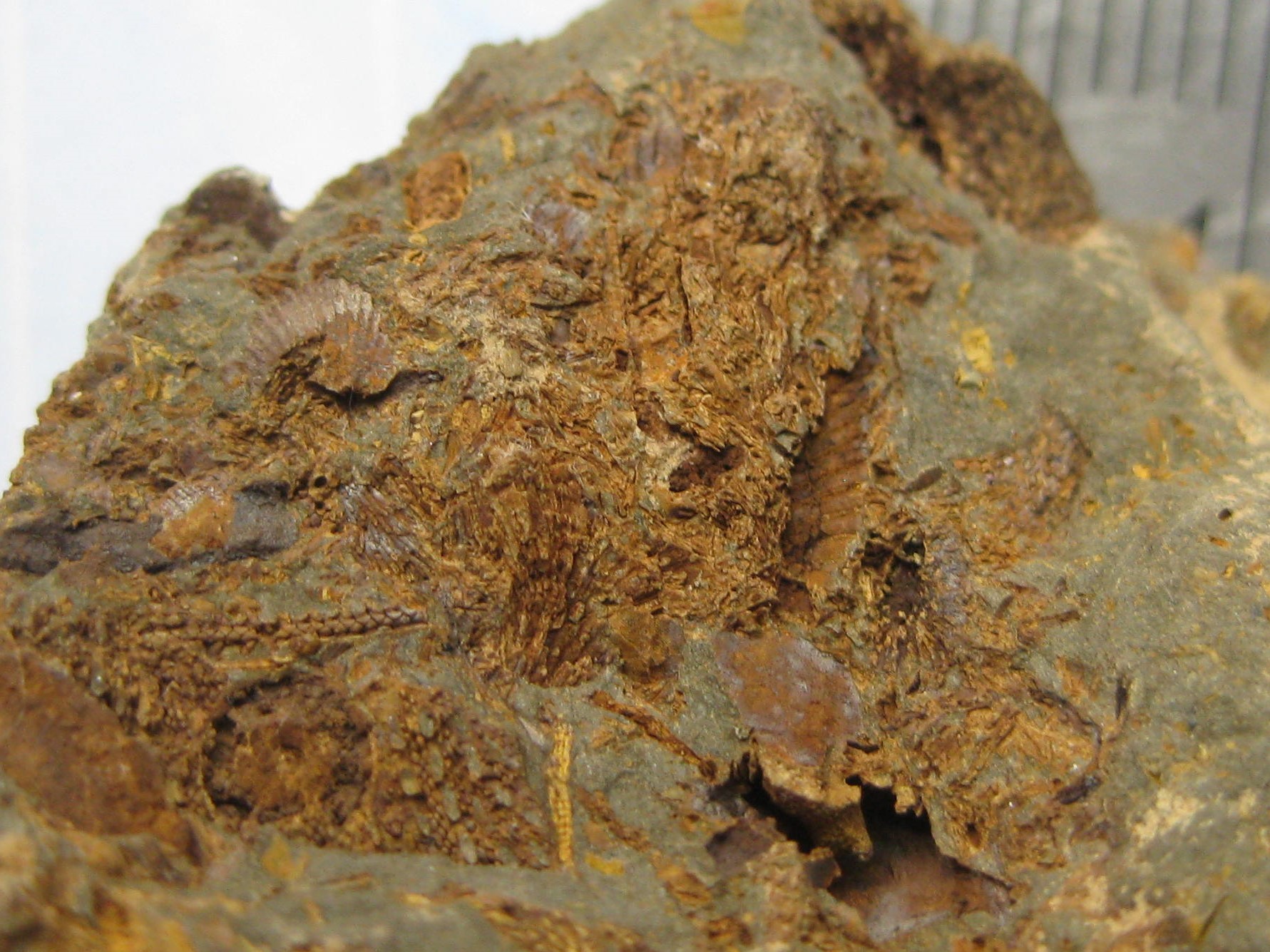Ophiuroid ? - Fossil ID - The Fossil Forum
