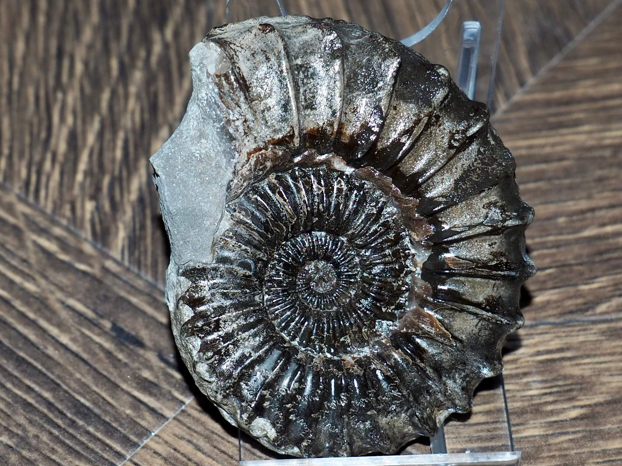 Ammonite Collection from Whitby - Member Collections - The Fossil Forum