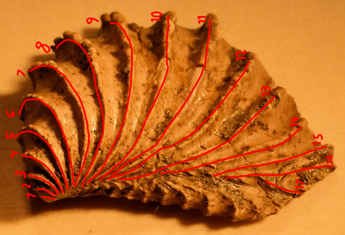 Pterotrigonia thoracica vs Trigonia eufaulensis - Fossil ID - The ...