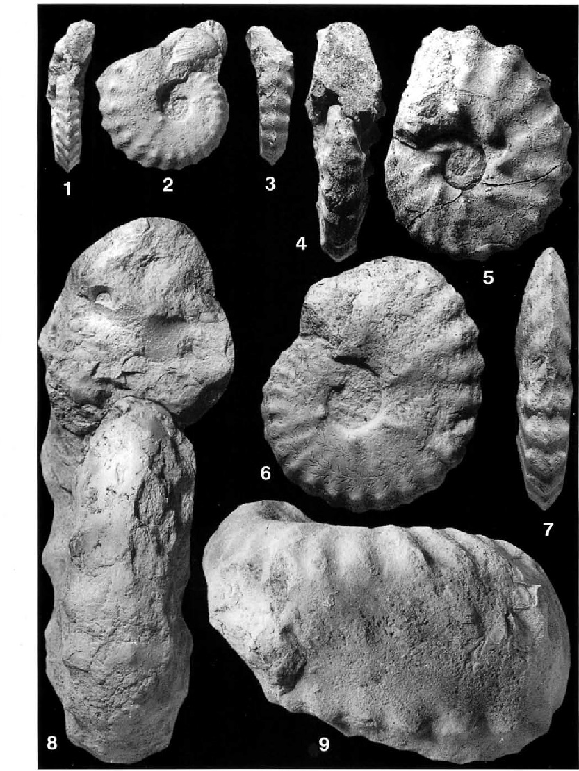 Spiral - Fossil ID - The Fossil Forum