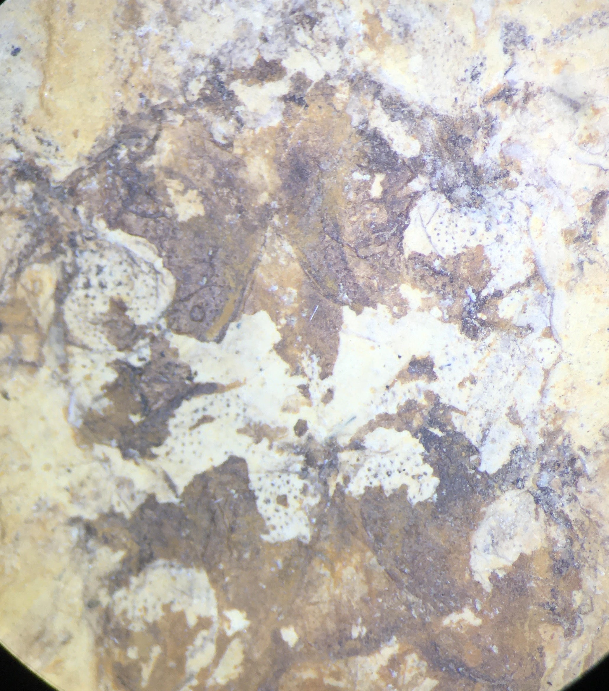 Partial Jurassic Neuroptera Insect with Beautiful Wing Preservation ...