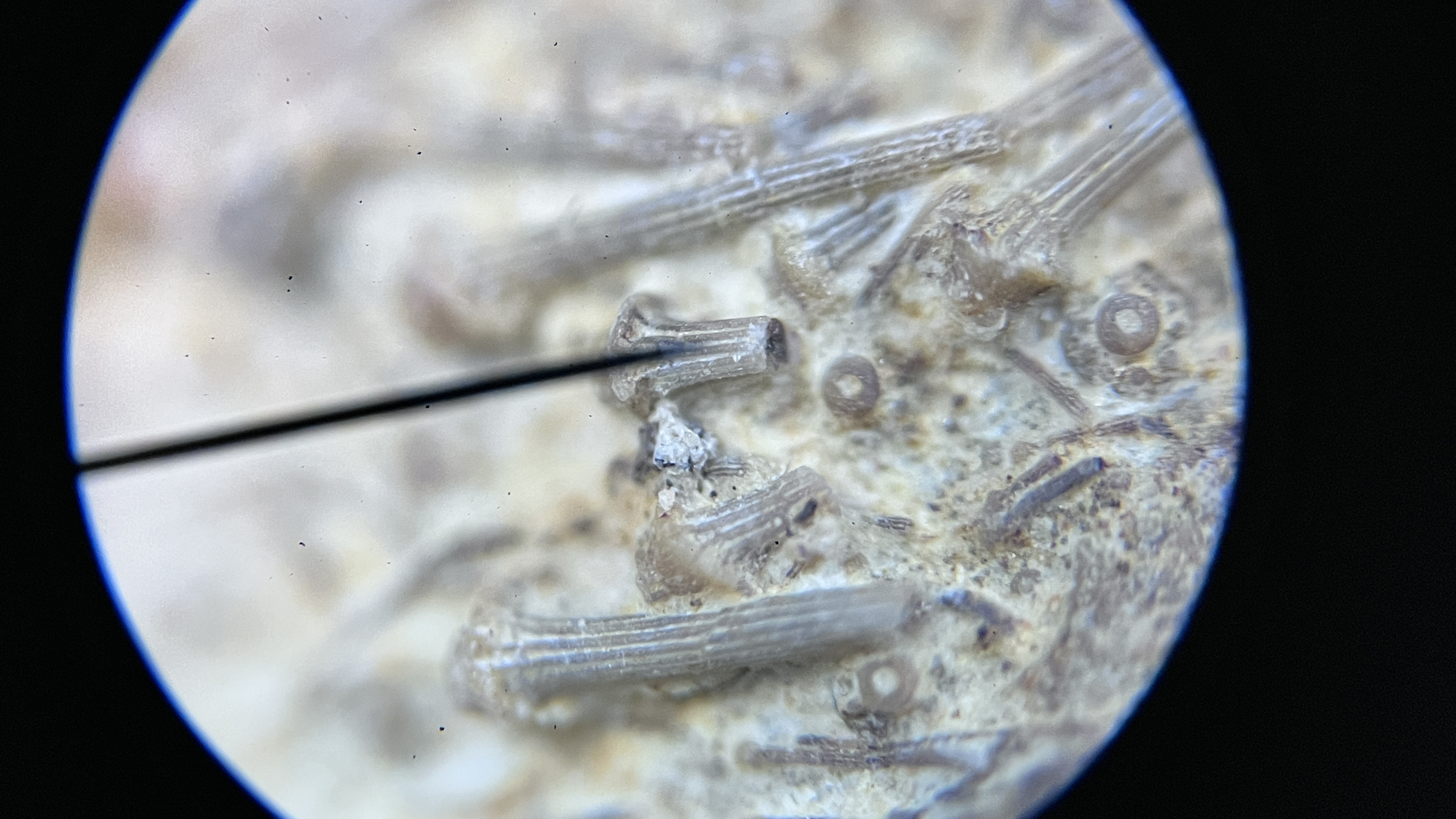 Wintermester fossils 2023 - Fossil Hunting Trips - The Fossil Forum