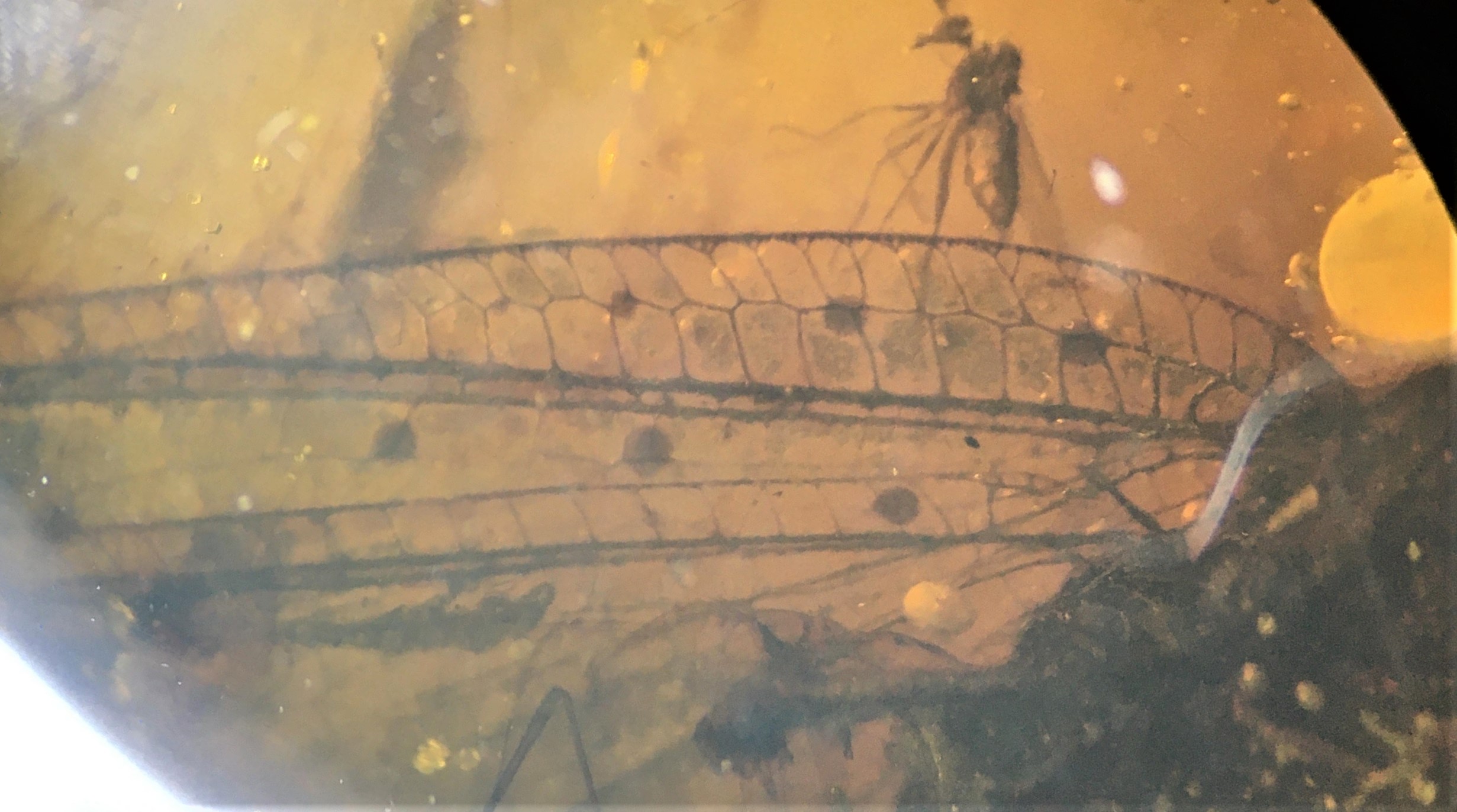 Partial Jurassic Neuroptera Insect with Beautiful Wing Preservation ...