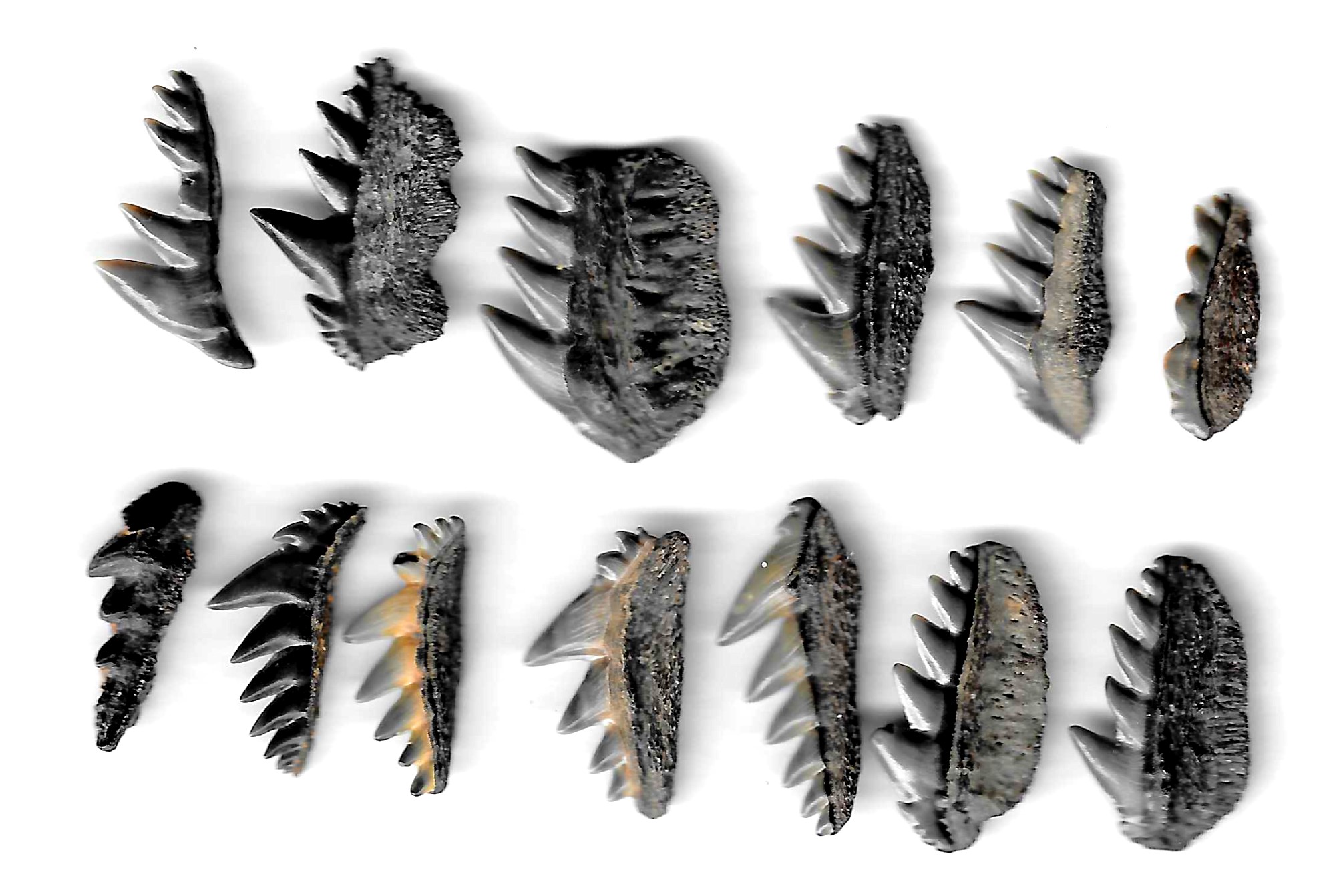 Obsessed with Cow shark teeth - Fossil Hunting Trips - The Fossil Forum