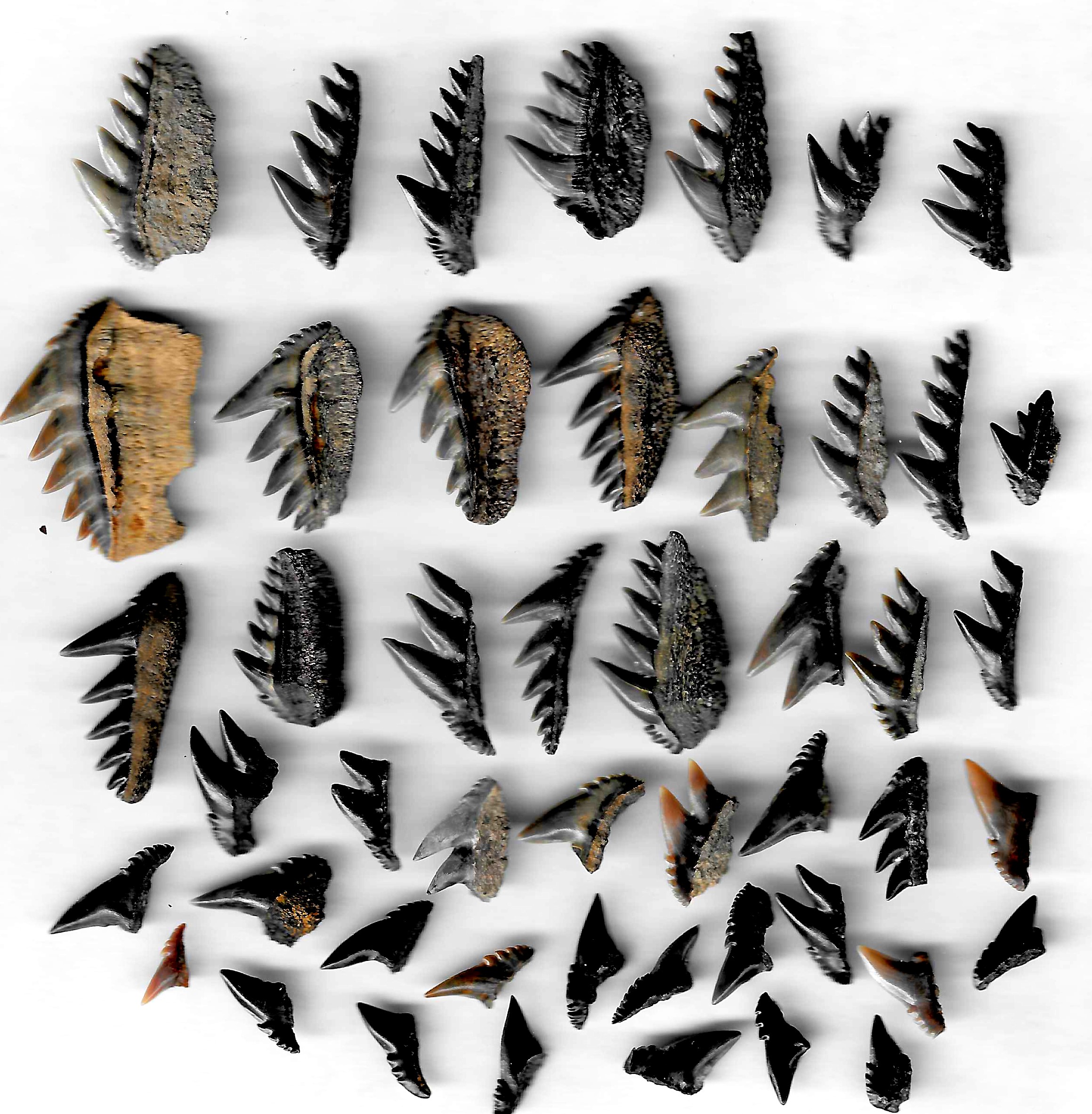 Obsessed with Cow shark teeth - Fossil Hunting Trips - The Fossil Forum