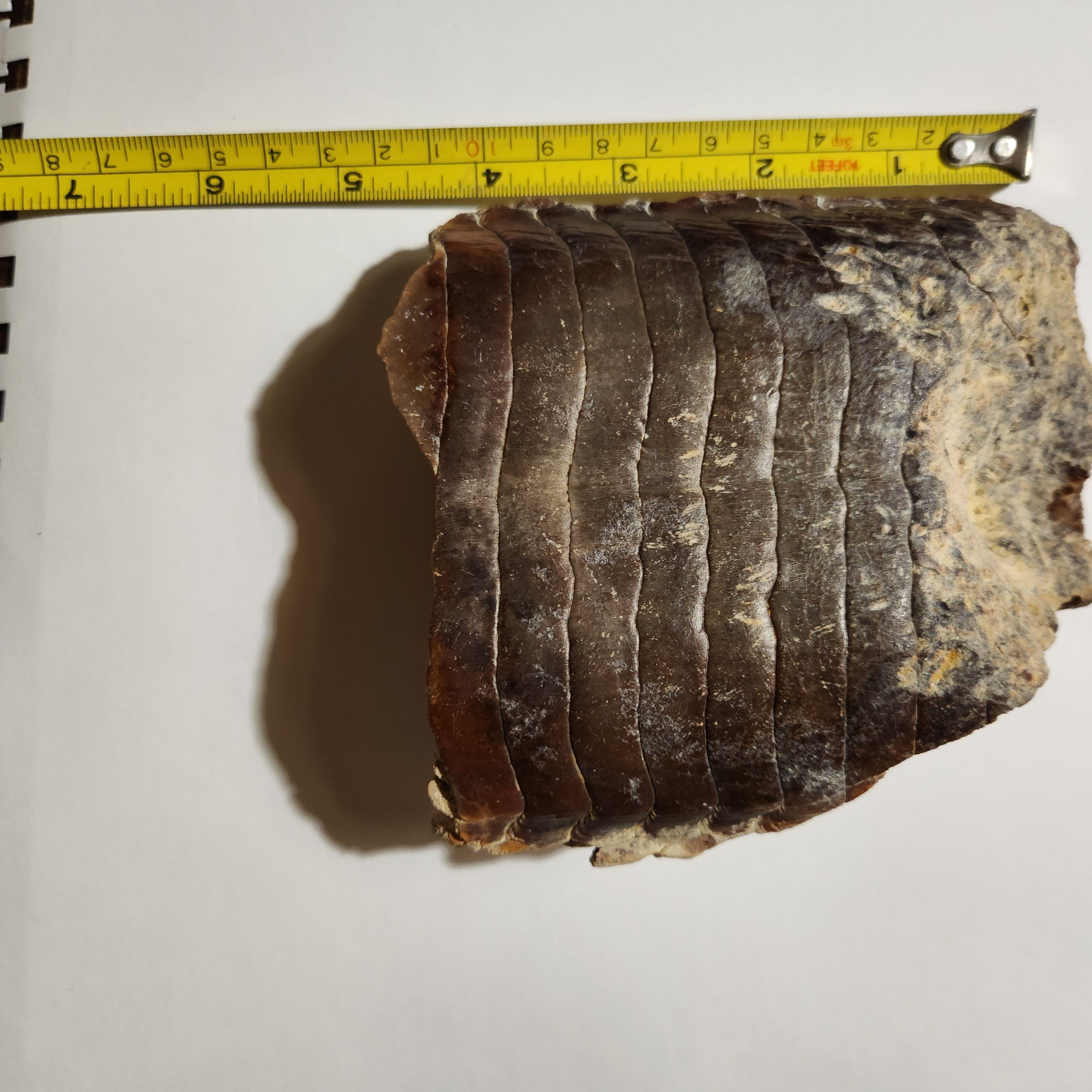 Stingray from bone valley boneyard - Fossil ID - The Fossil Forum