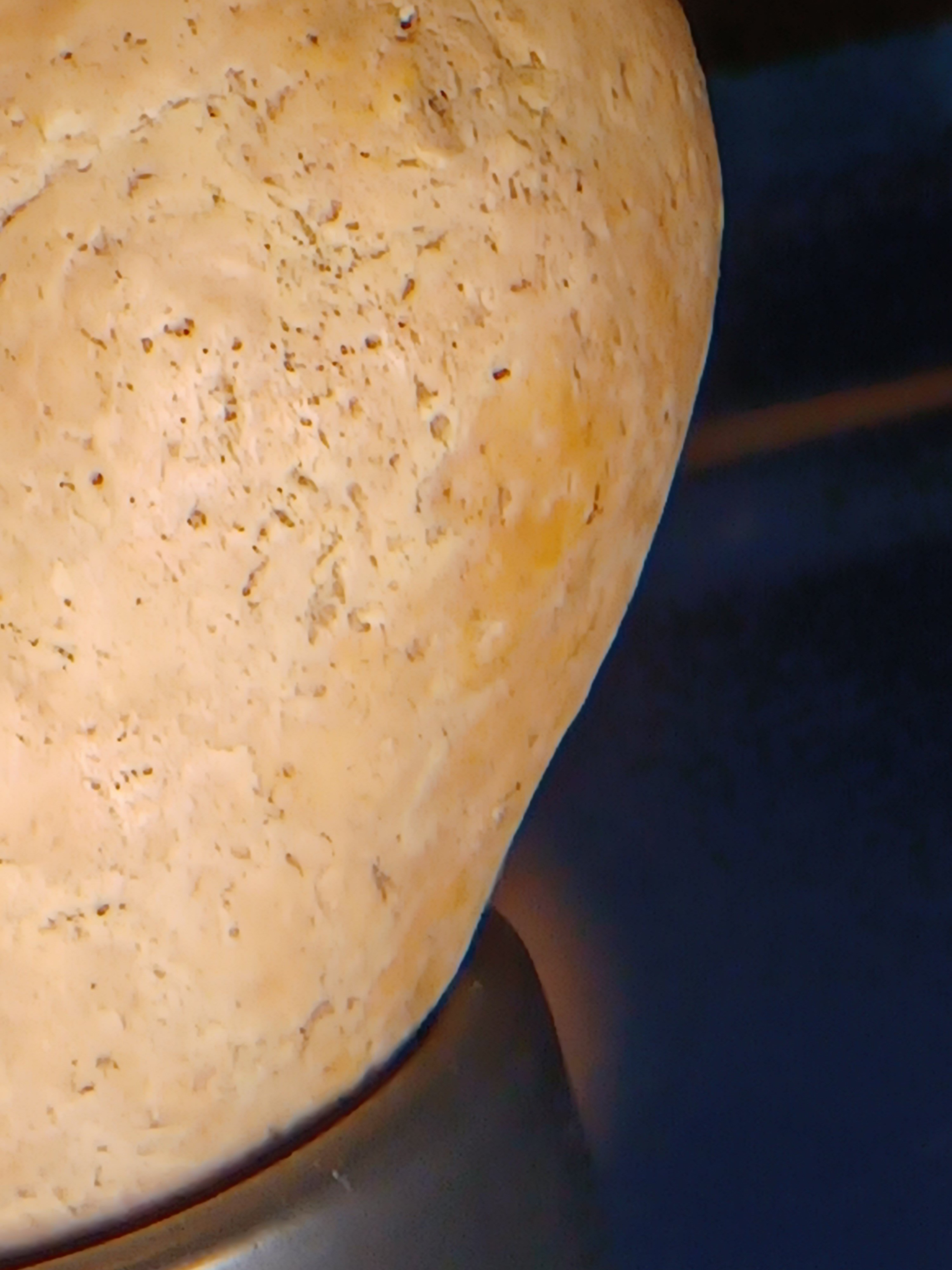 What type of egg? - Fossil ID - The Fossil Forum