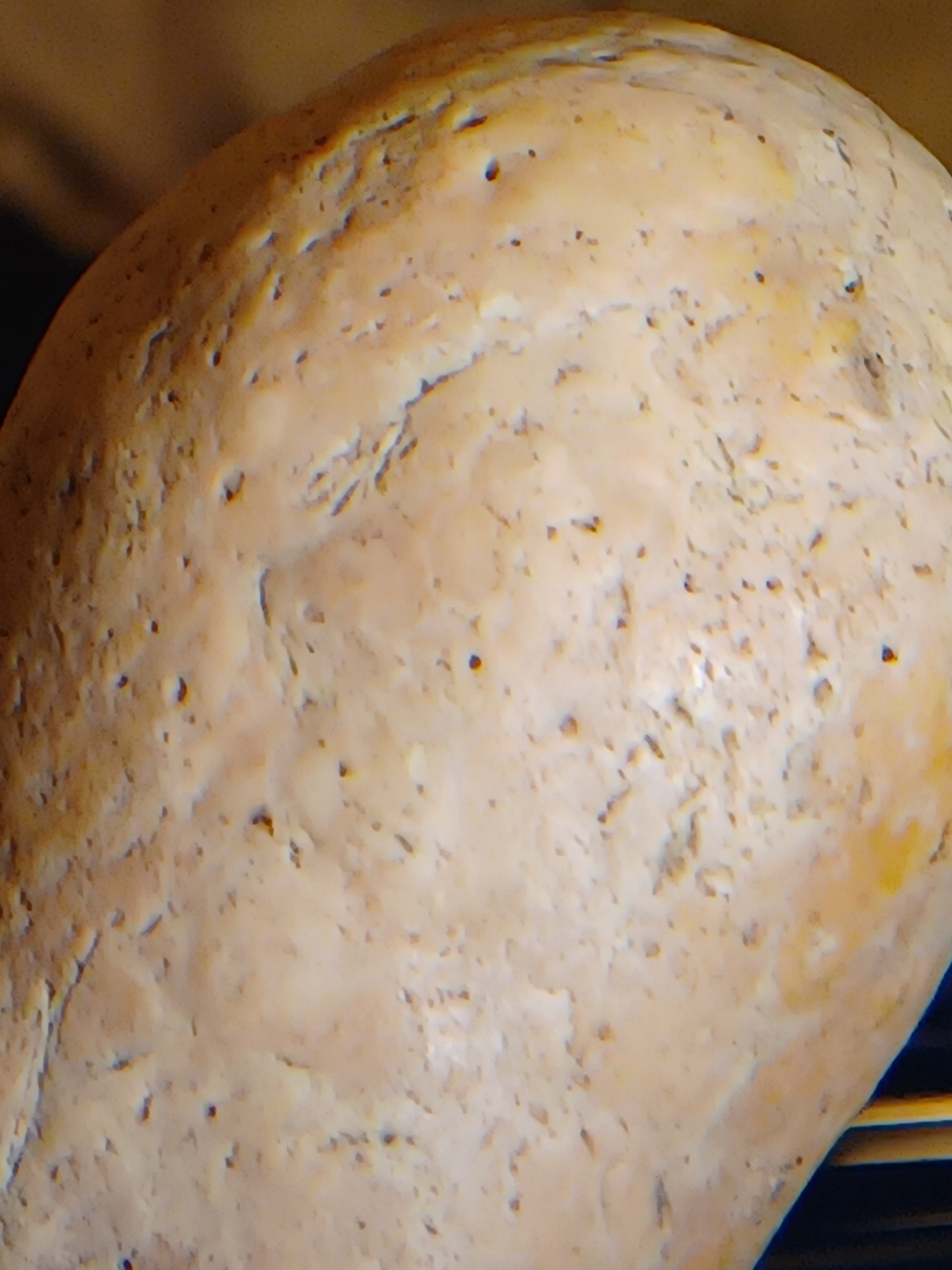 What type of egg? - Fossil ID - The Fossil Forum