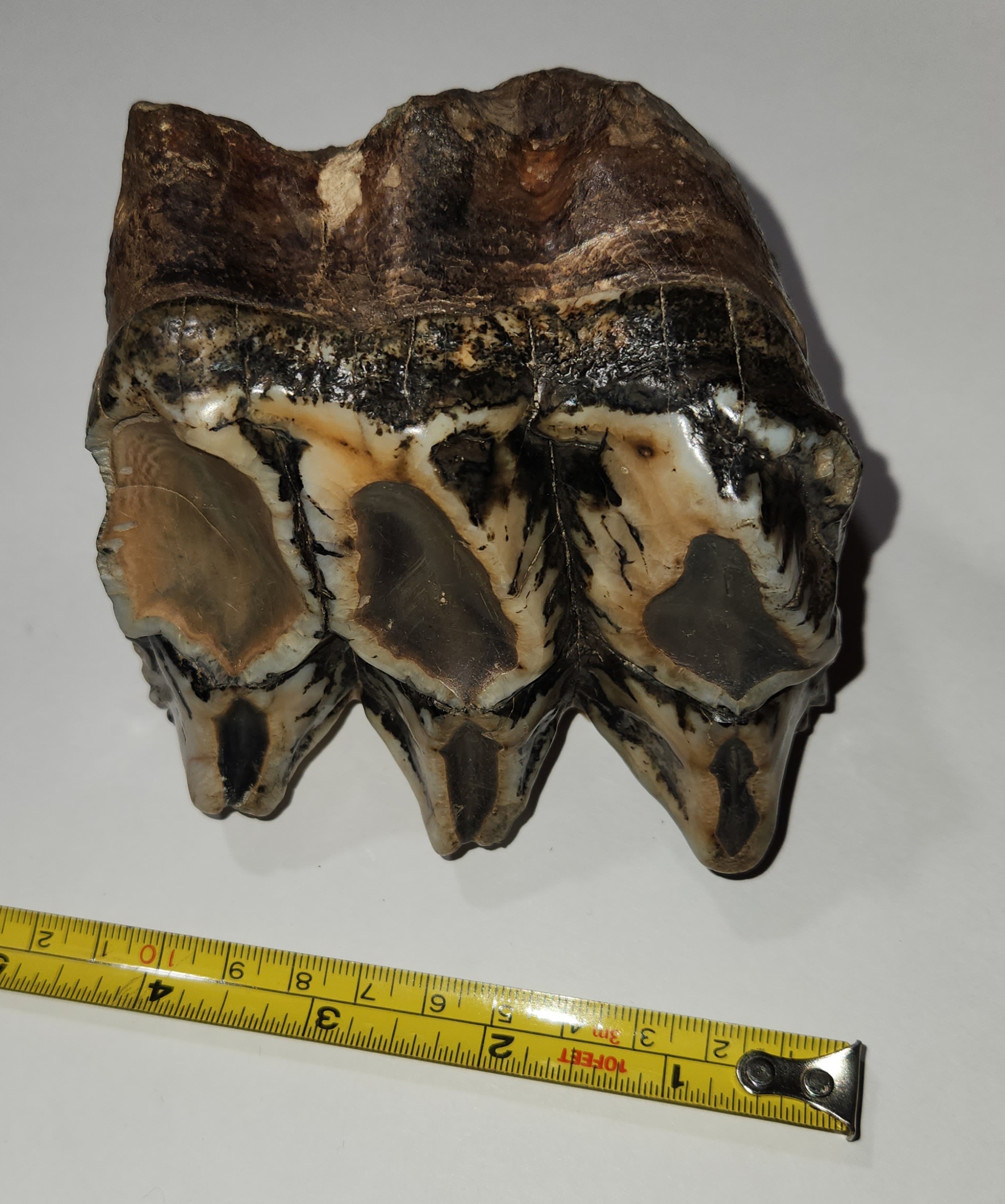 Mastodon tooth - Fossil ID - The Fossil Forum