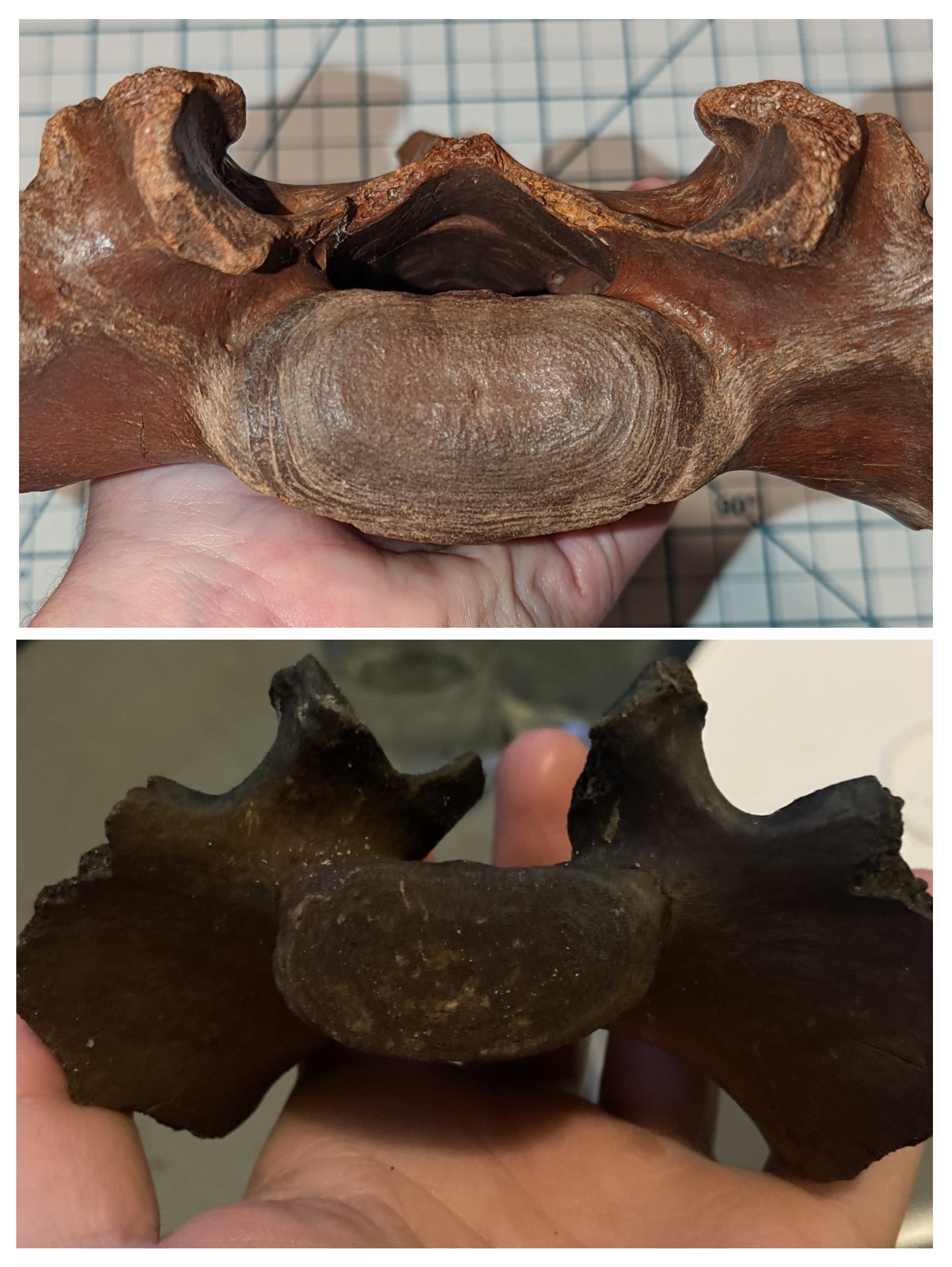 Sacrum vert - Peace River - Fossil ID - The Fossil Forum