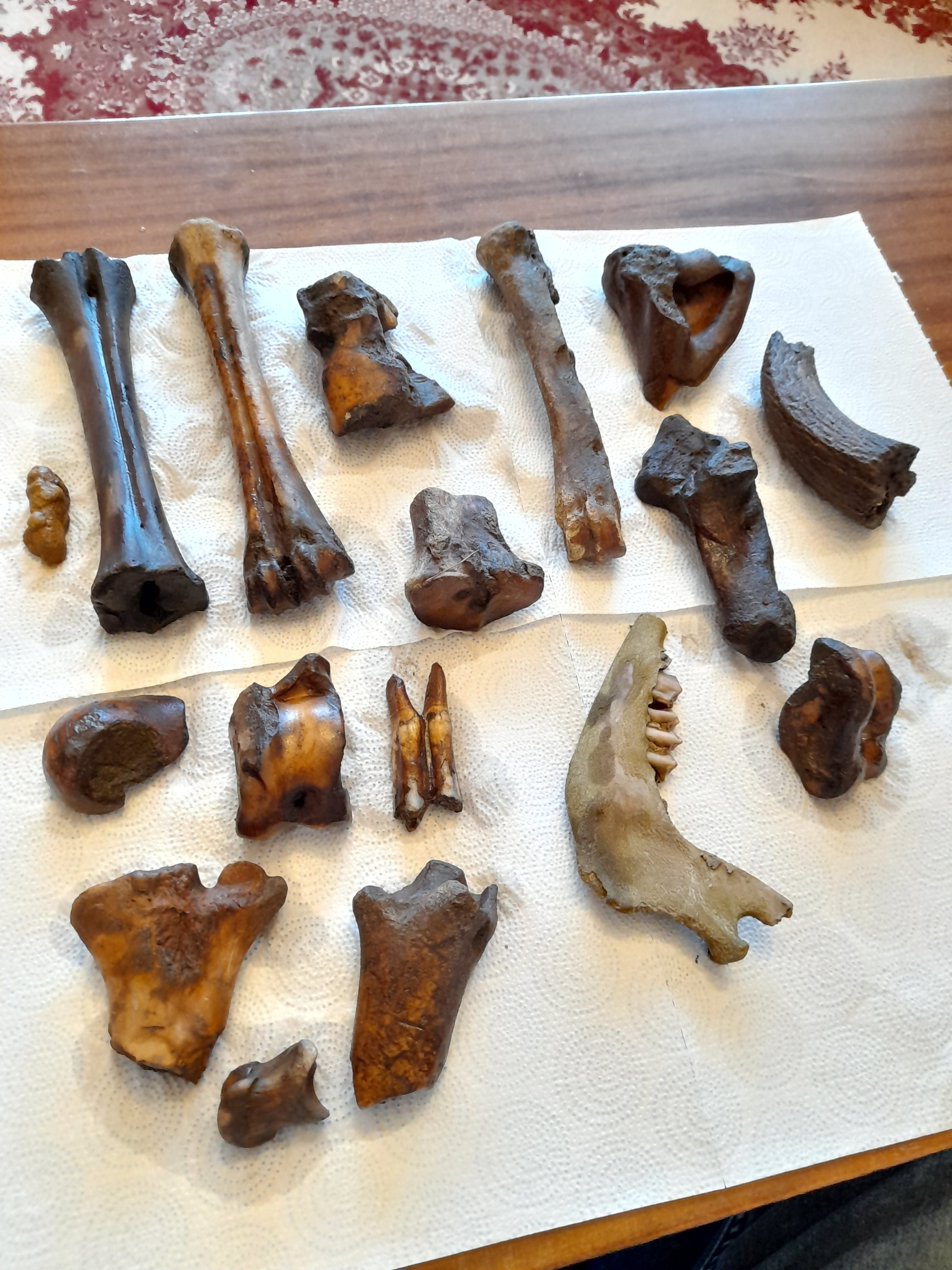 Couple bones to identify... - Fossil ID - The Fossil Forum