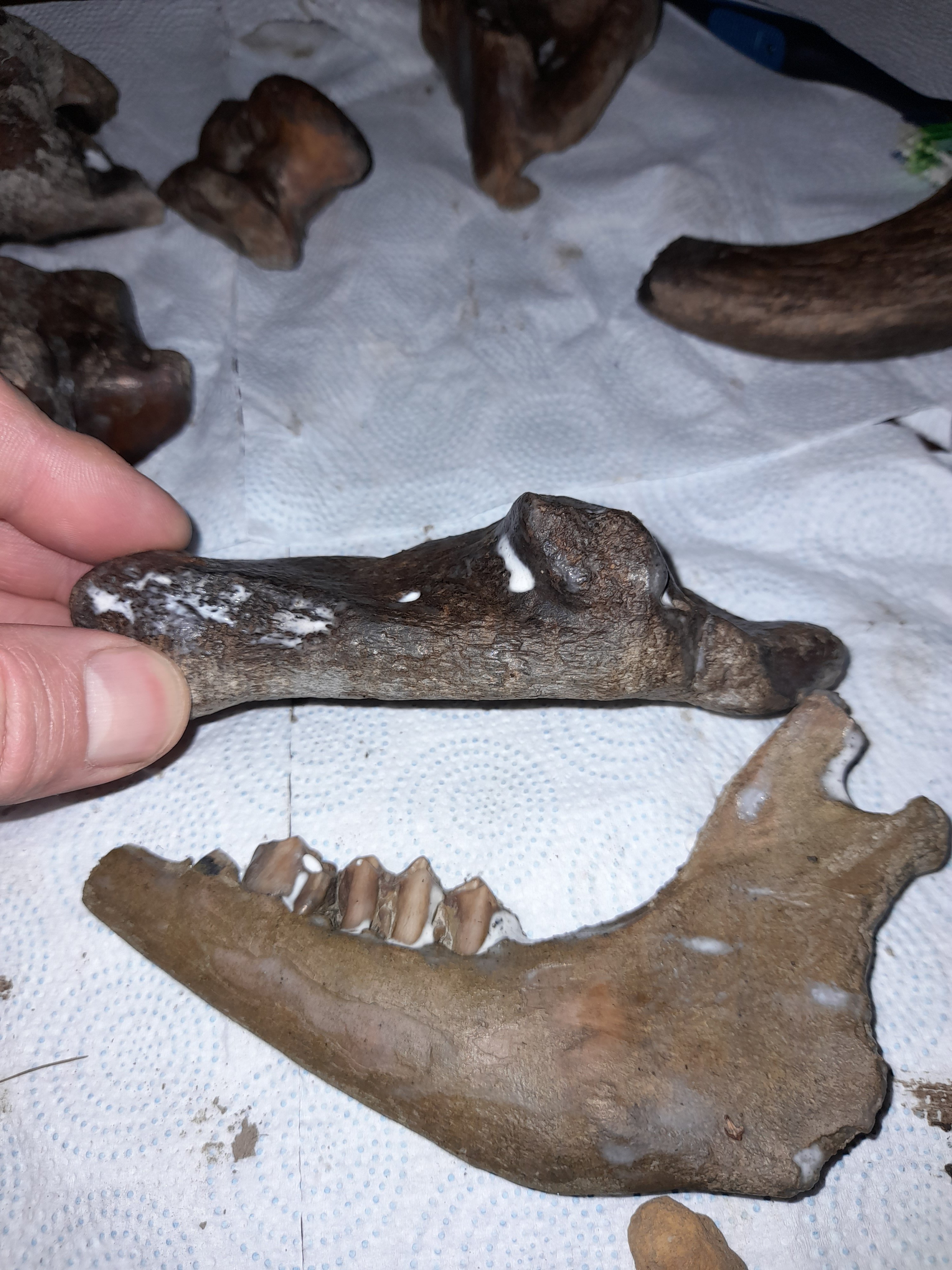 Couple bones to identify... - Fossil ID - The Fossil Forum