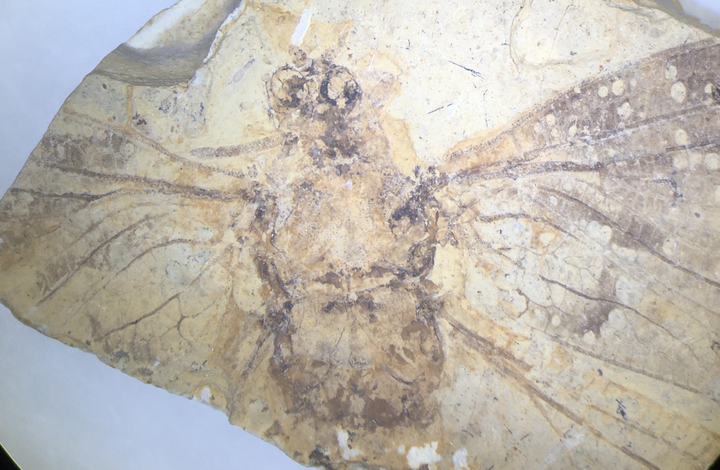 Partial Jurassic Neuroptera Insect with Beautiful Wing Preservation ...