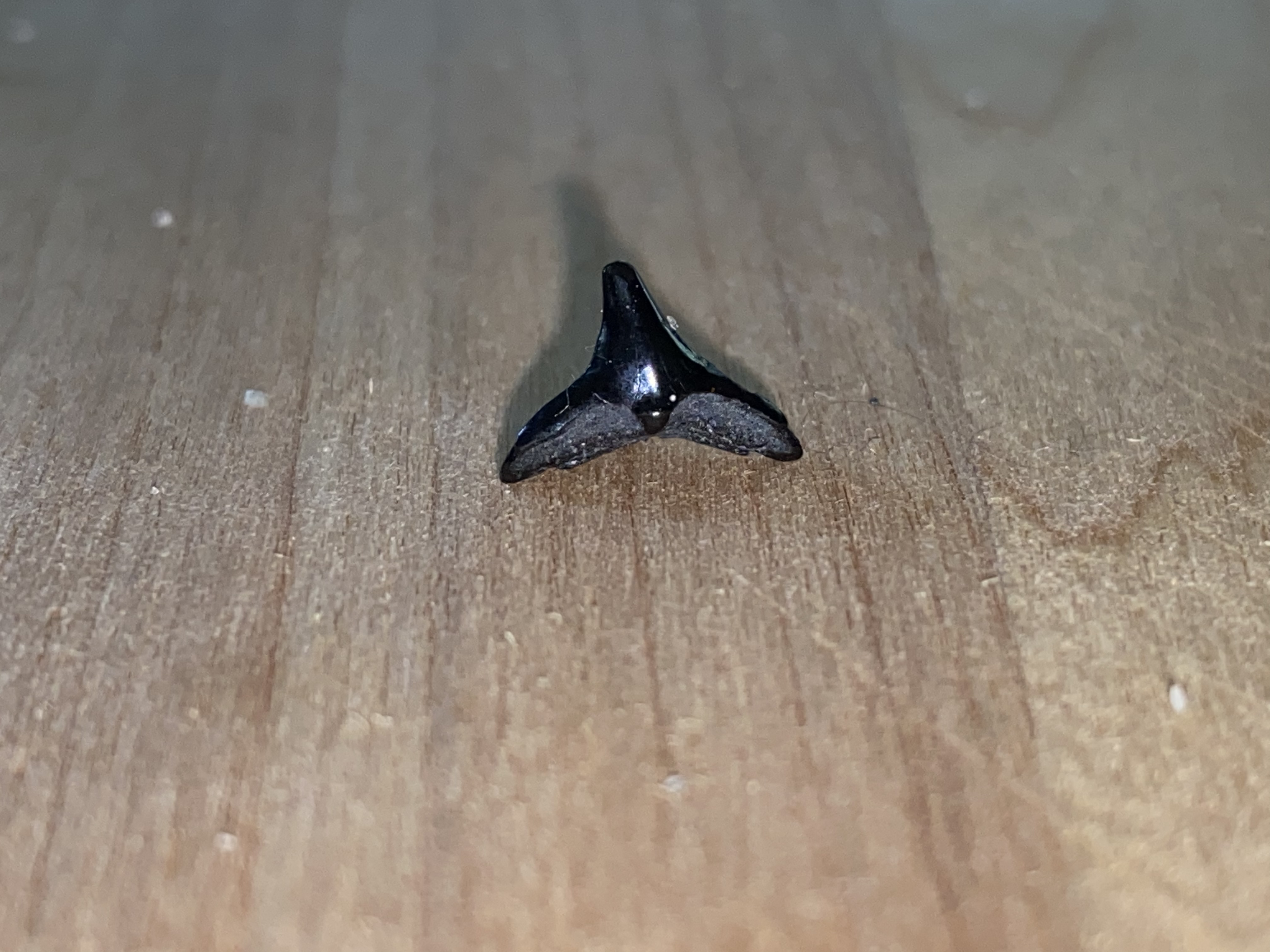 Angel shark tooth, and mammoth? - Fossil Hunting Trips - The Fossil Forum