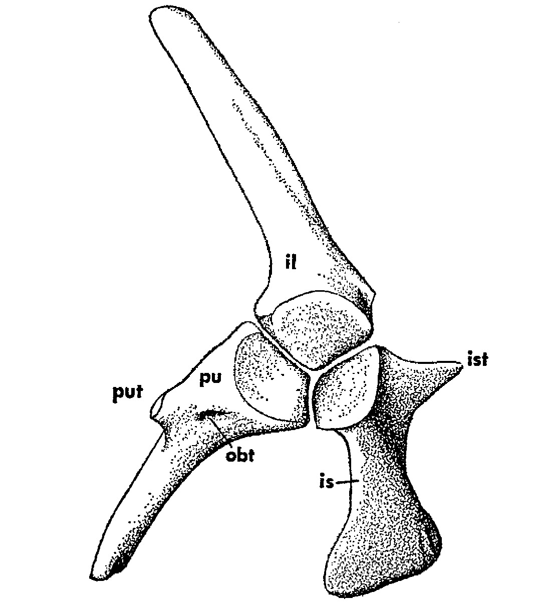 Mosasaur humerus ? - Fossil ID - The Fossil Forum