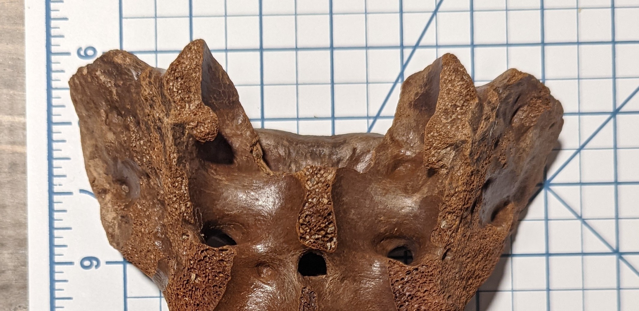 Sacrum vert - Peace River - Fossil ID - The Fossil Forum