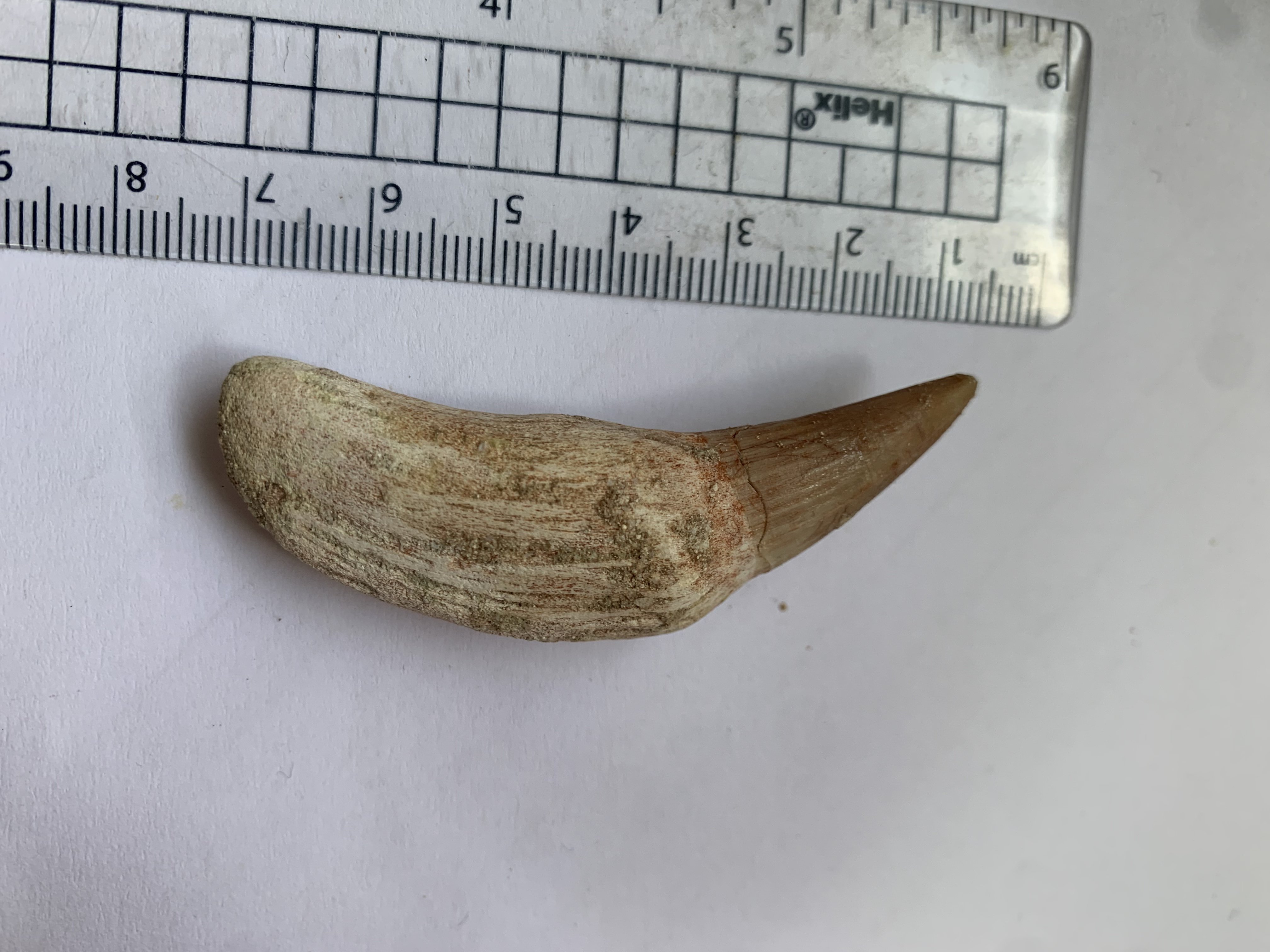 Moroccan mosasaurs #4 - Fossil ID - The Fossil Forum
