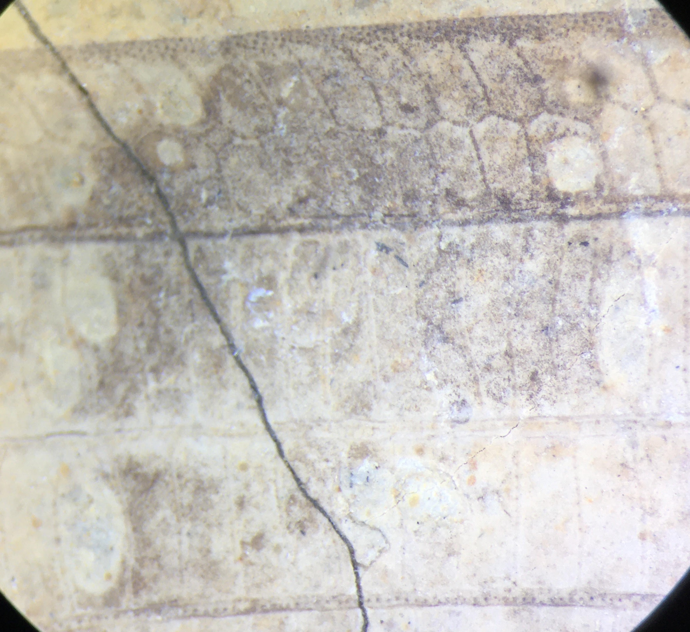Partial Jurassic Neuroptera Insect with Beautiful Wing Preservation ...