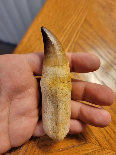 Thalassotitan atrox Teeth? - Fossil ID - The Fossil Forum