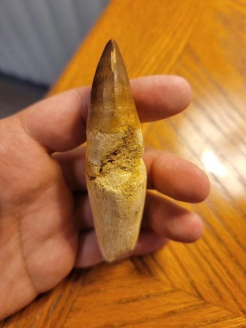 Thalassotitan atrox Teeth? - Fossil ID - The Fossil Forum