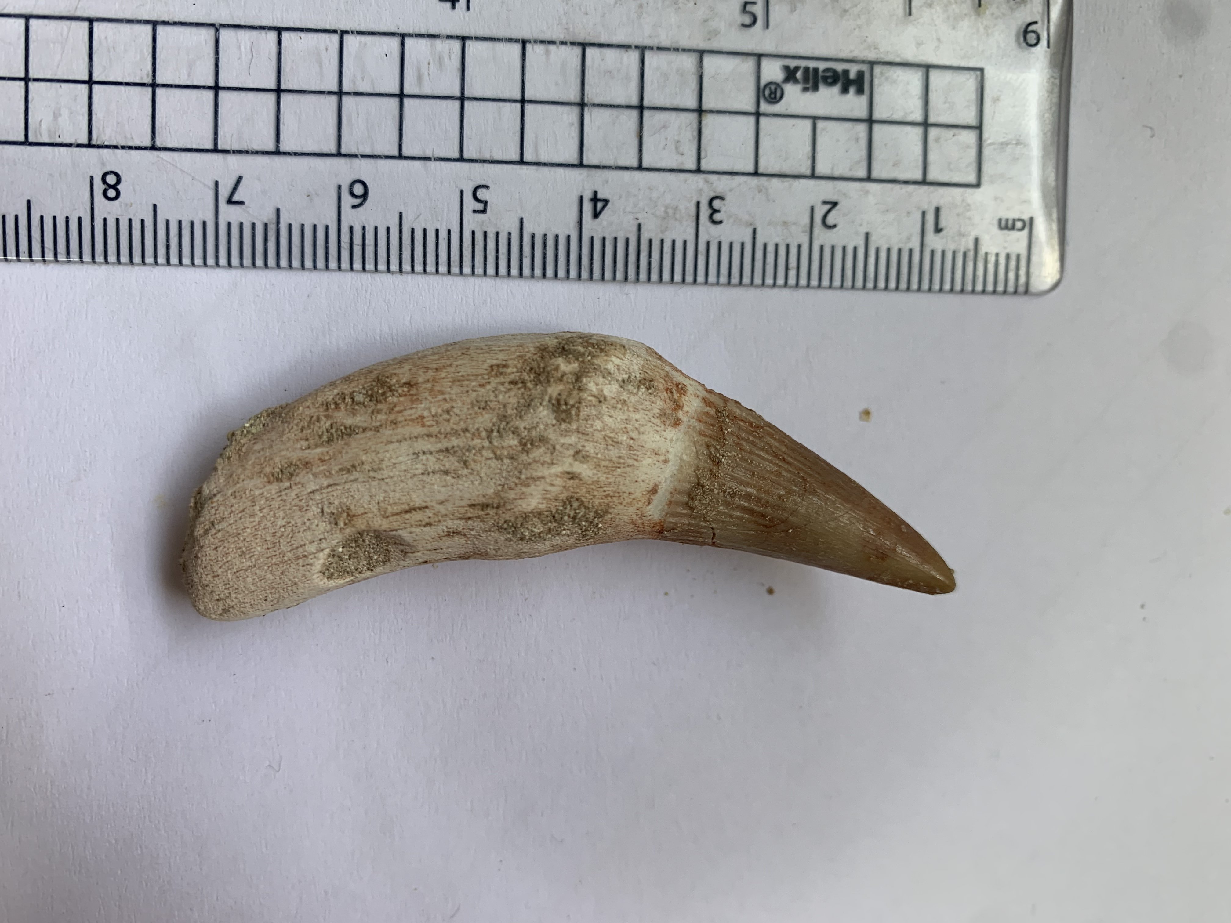 Moroccan mosasaurs #4 - Fossil ID - The Fossil Forum