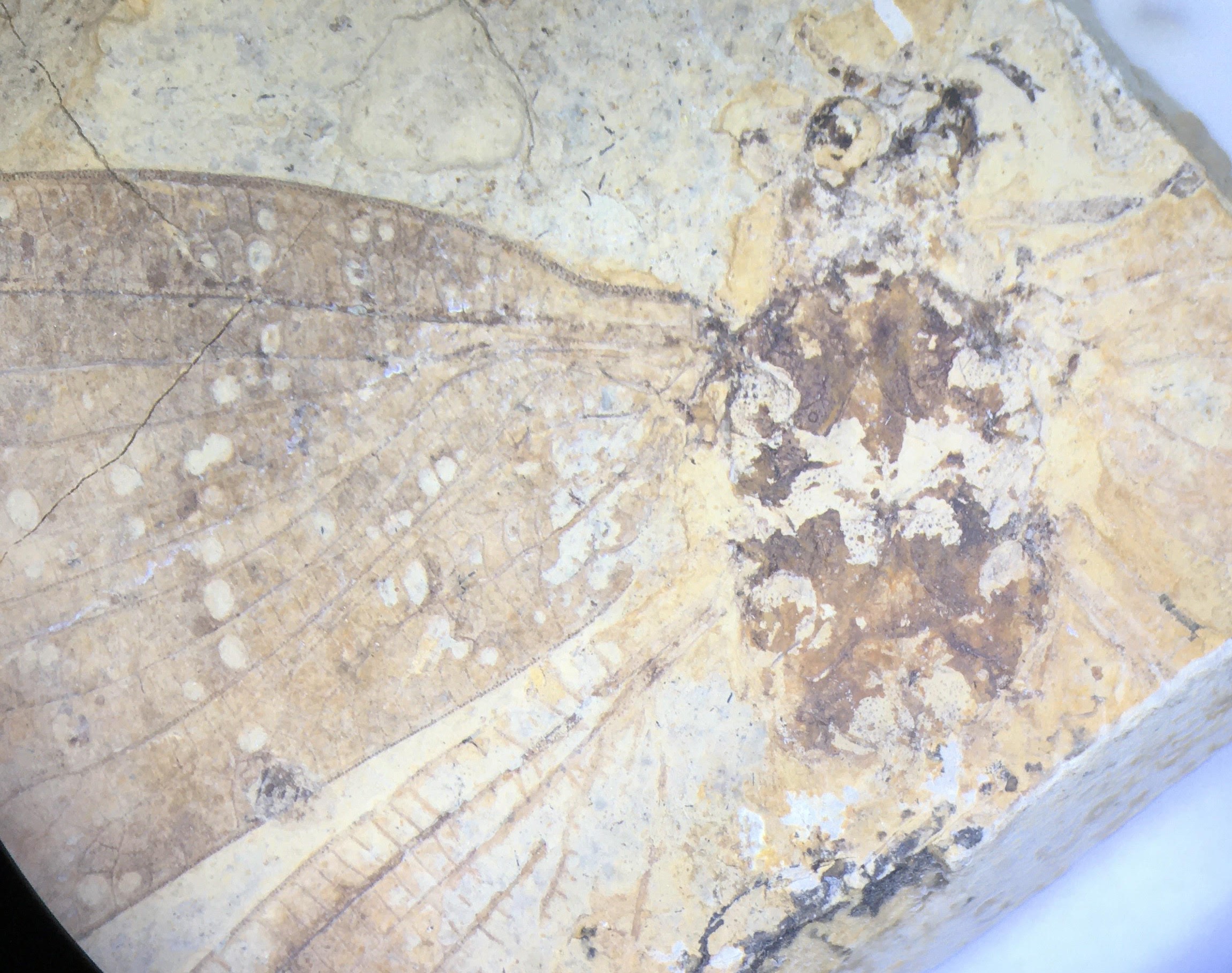 Partial Jurassic Neuroptera Insect with Beautiful Wing Preservation ...