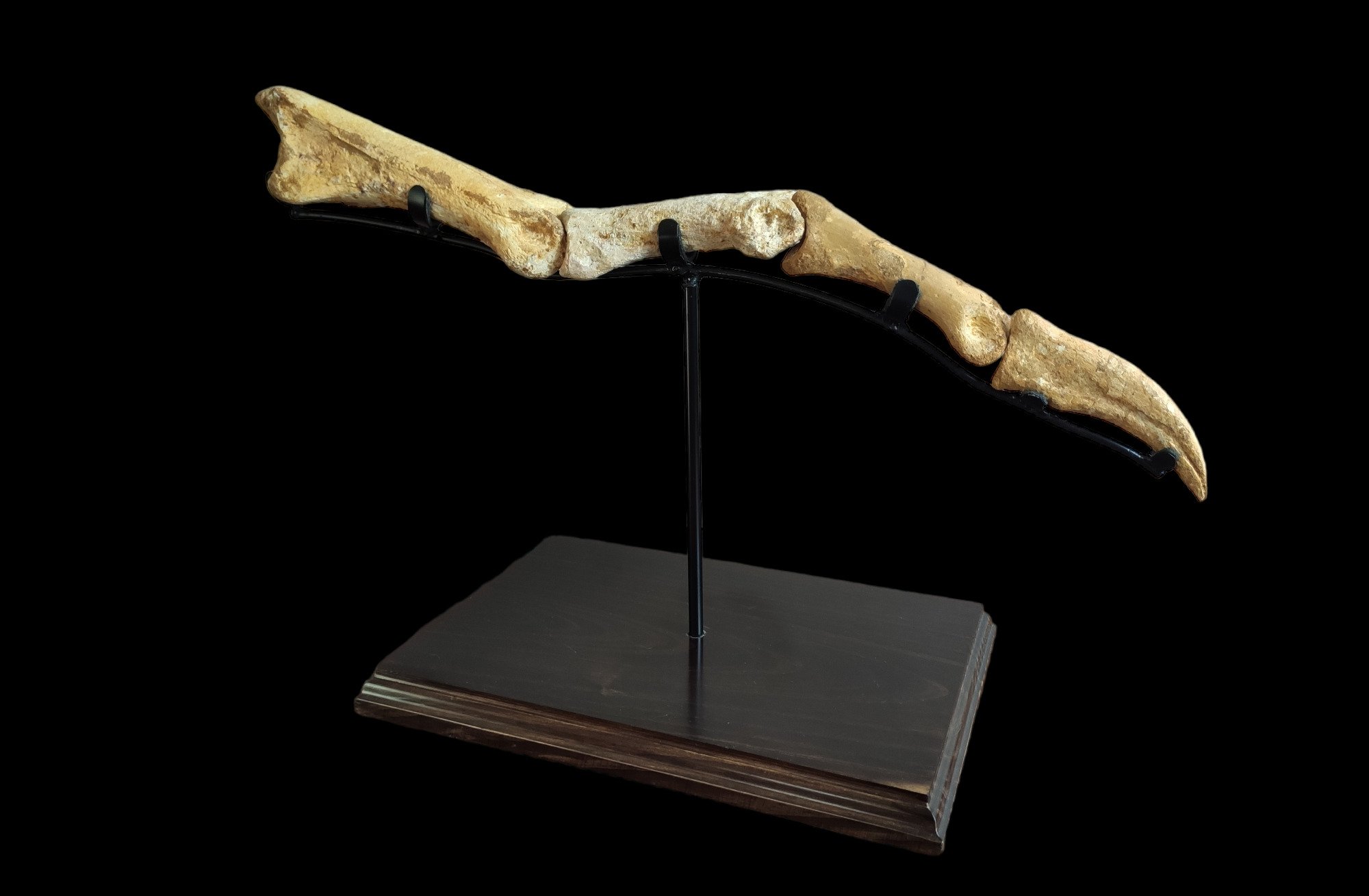 Spinosaurus Aegyptiacus - complete natural finger? - Fossil ID - The ...
