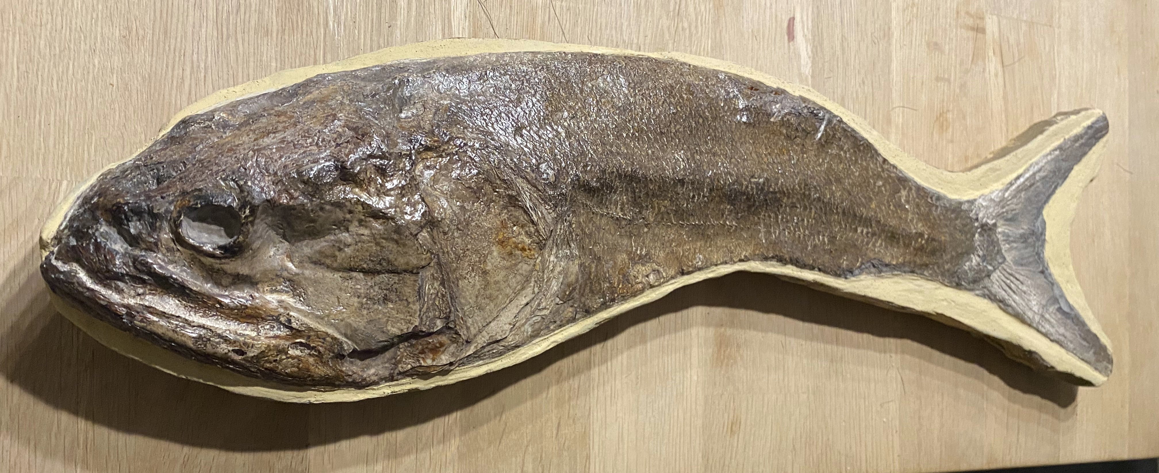 Preparation of fish fossils from Santana Formation Brazil - Fossil ...