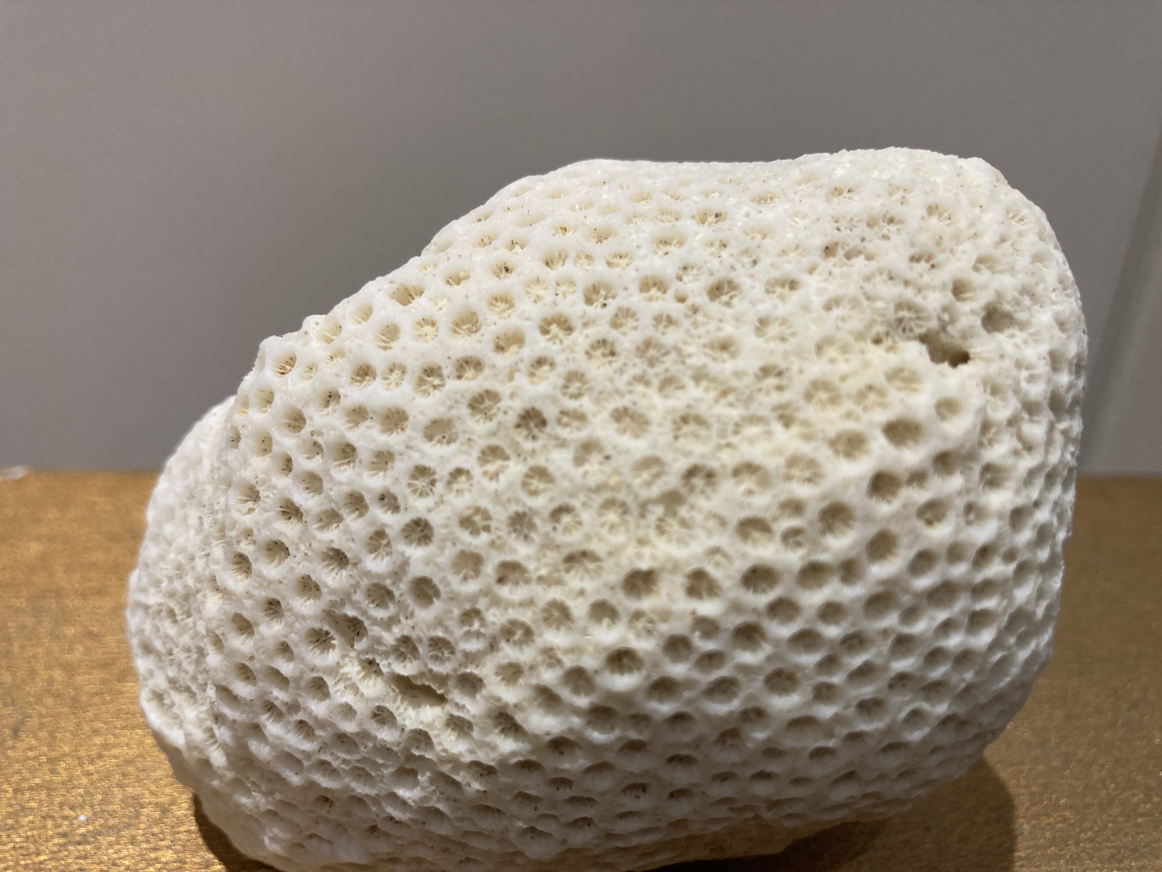 Fossil sea sponge - Fossil ID - The Fossil Forum